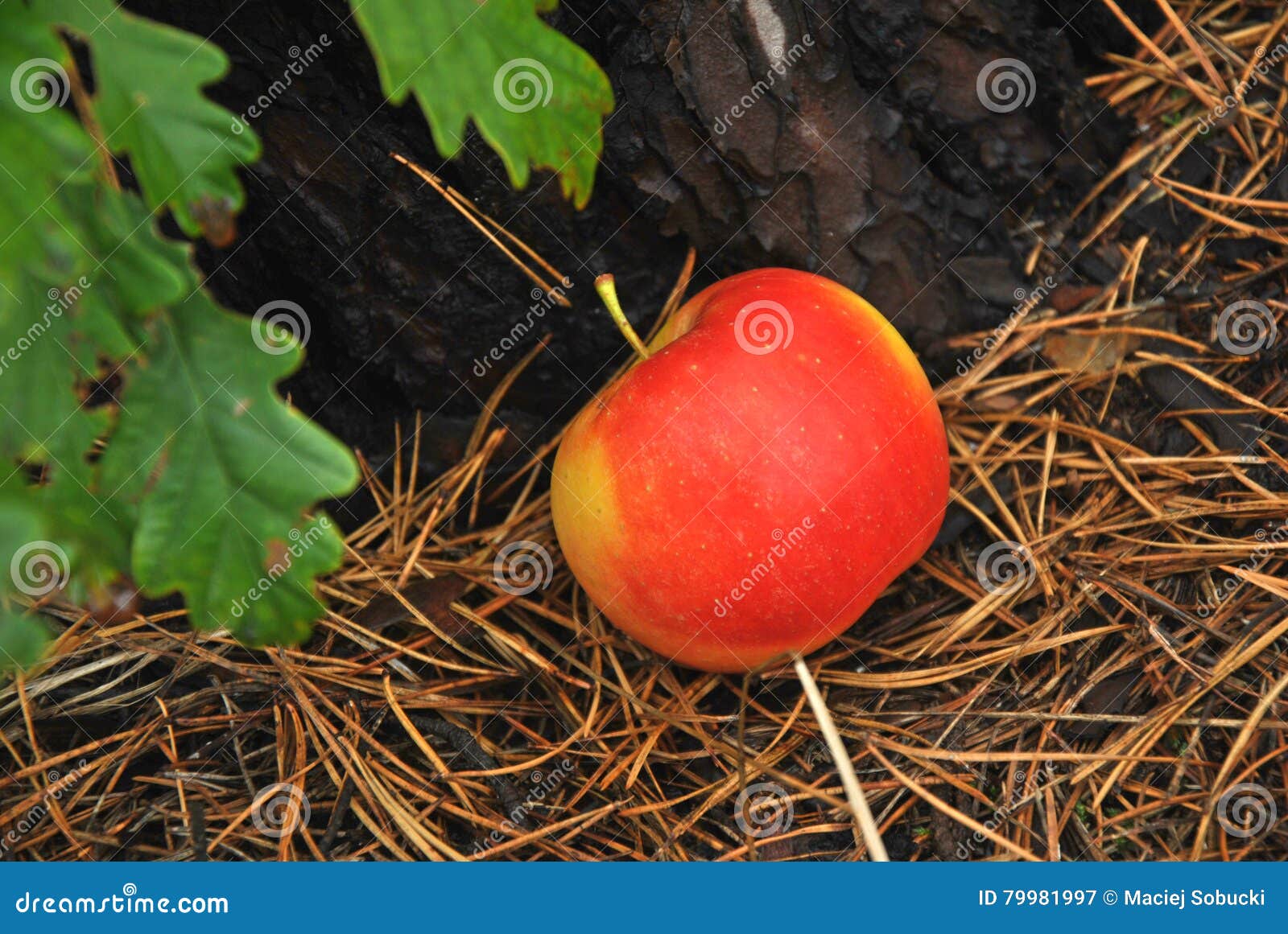 Apple in a forest stock image. Image of fruit, colorful - 79981997
