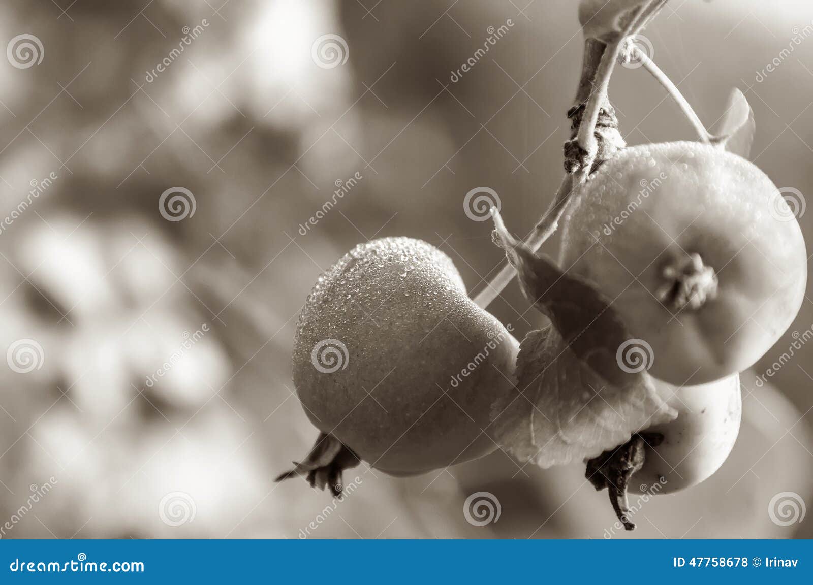 Apple fruit branch sepia stock photo. Image of nutrition - 47758678