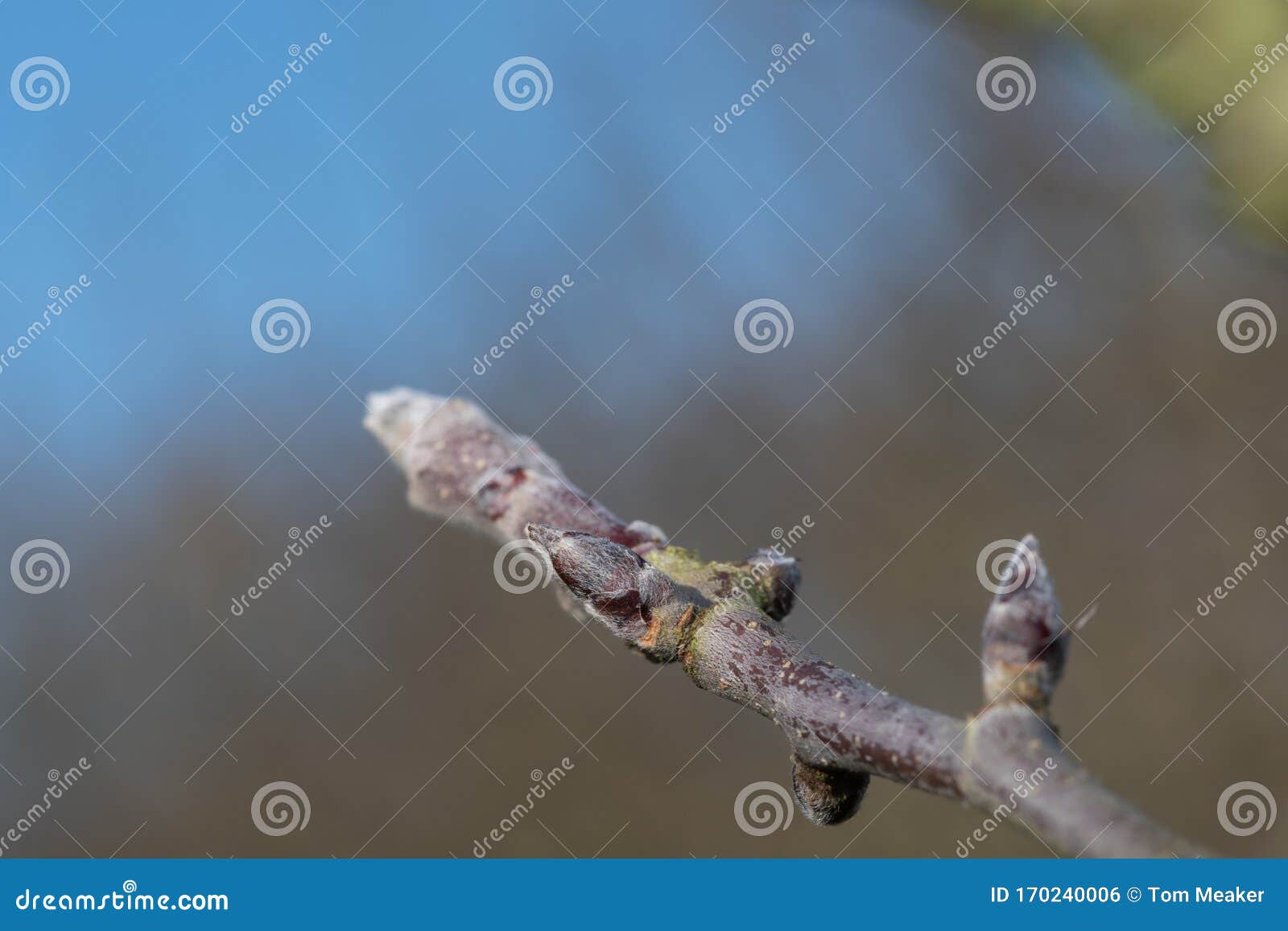 Apple fruit bud stock photo. Image of selective, nature - 170240006
