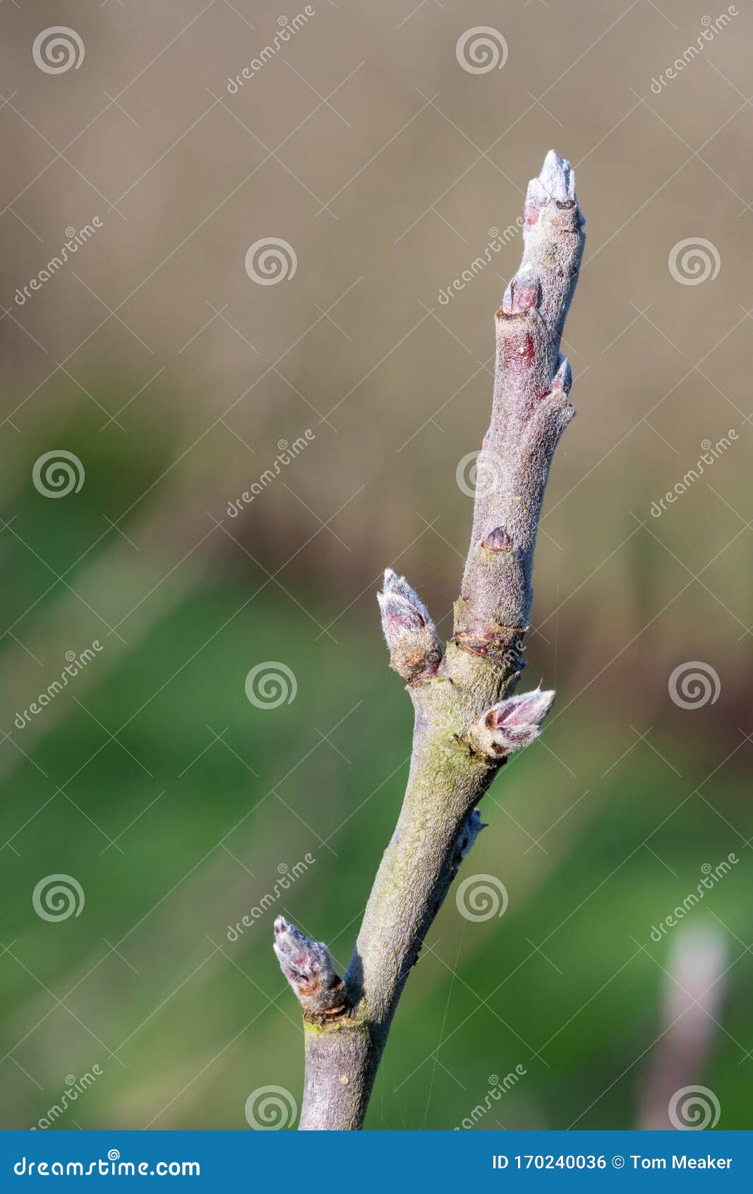 Apple fruit bud stock photo. Image of outdoor, agriculture - 170240036