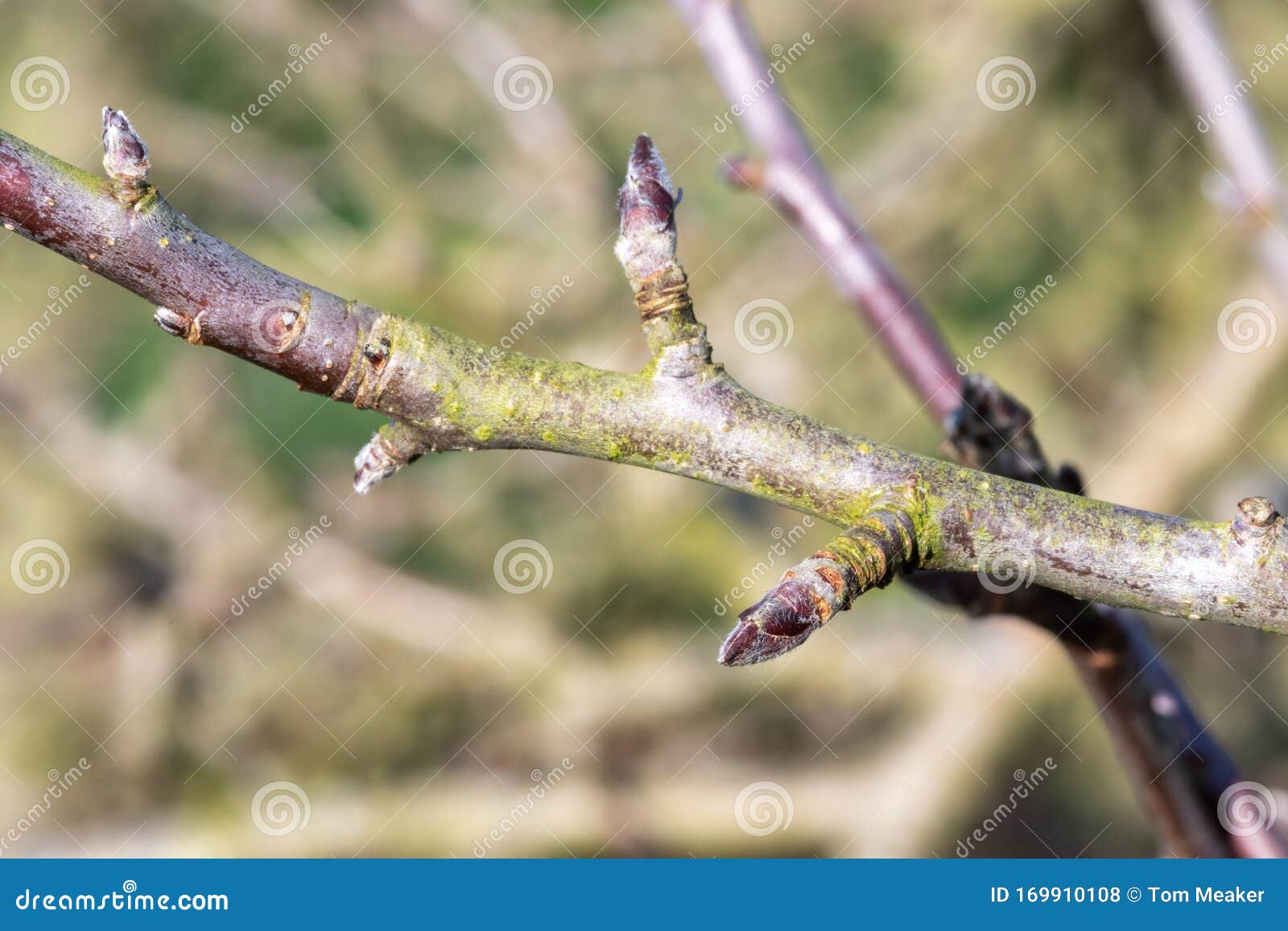 Apple fruit bud stock photo. Image of nature, natural - 169910108