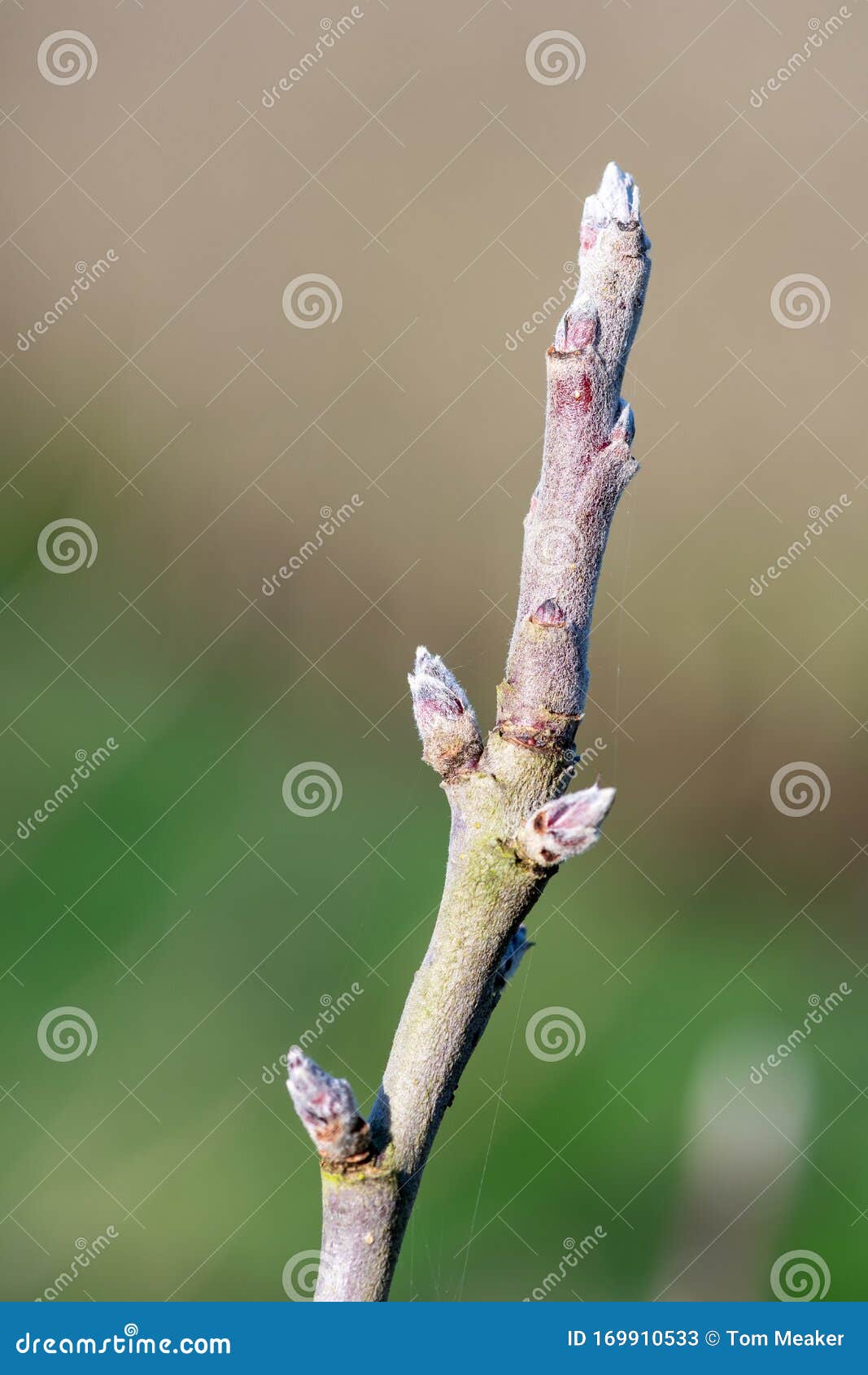 Apple fruit bud stock image. Image of nature, colour - 169910533