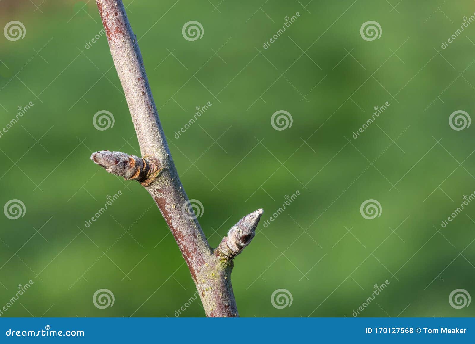 Apple fruit bud stock photo. Image of outdoors, buds - 170127568