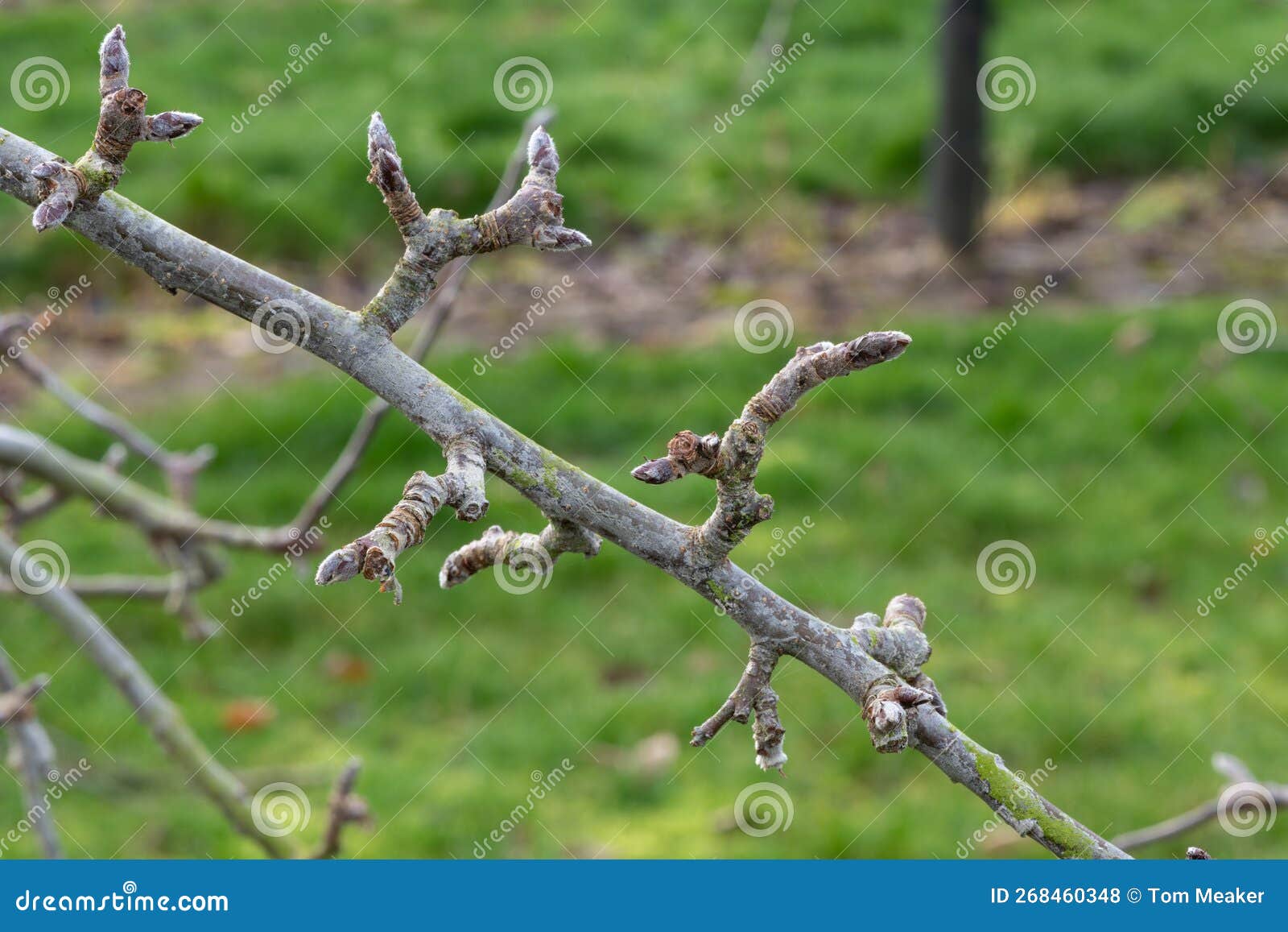 Apple fruit bud stock photo. Image of agricultural, seasonal - 268460348