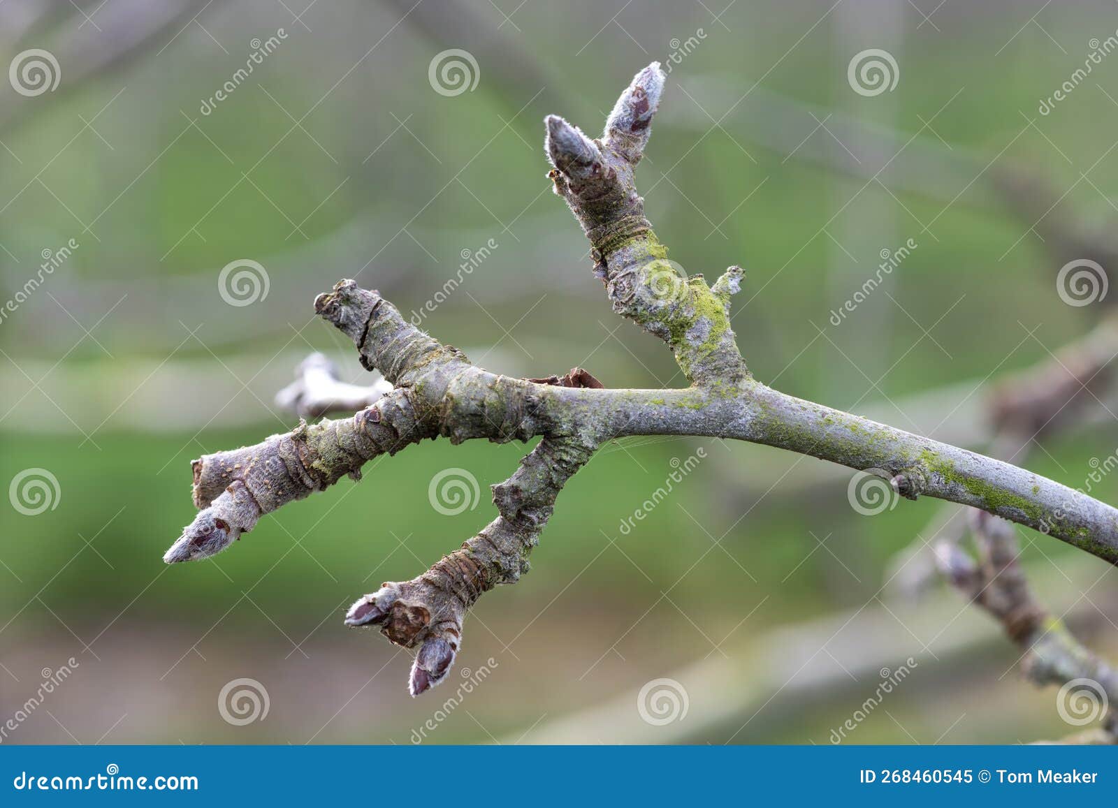 Apple fruit bud stock image. Image of plant, garden - 268460545