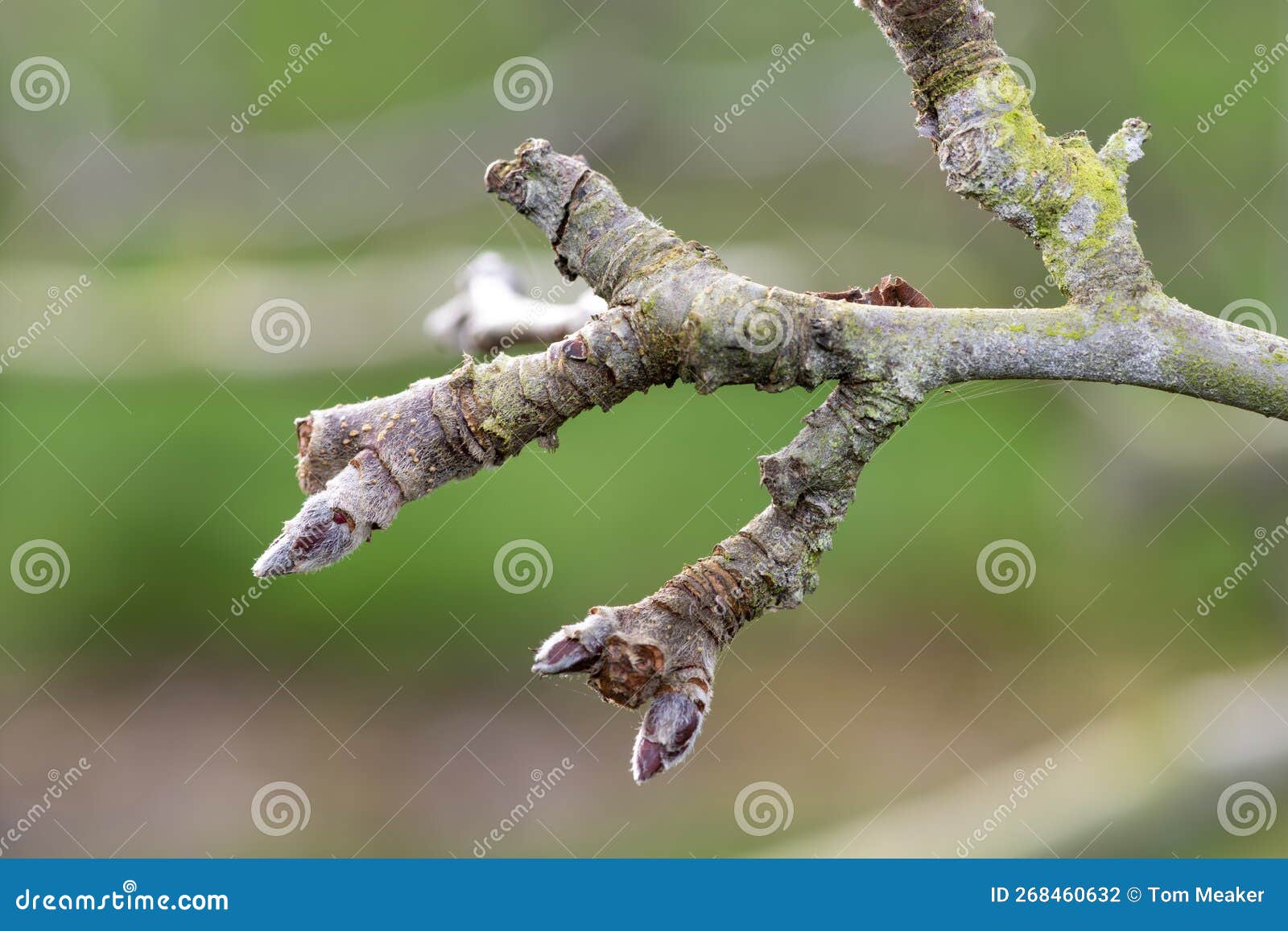 Apple fruit bud stock photo. Image of environment, seasonal - 268460632