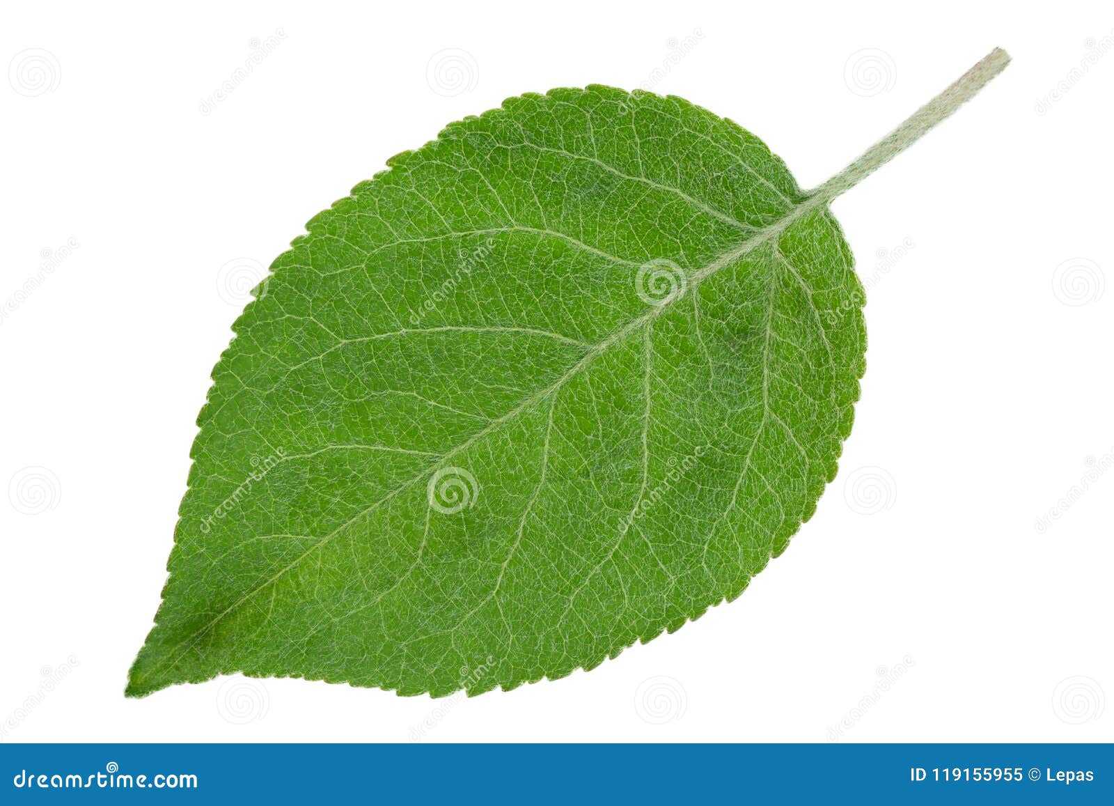 Apple fruit closeup leaf stock image. Image of color - 119155955