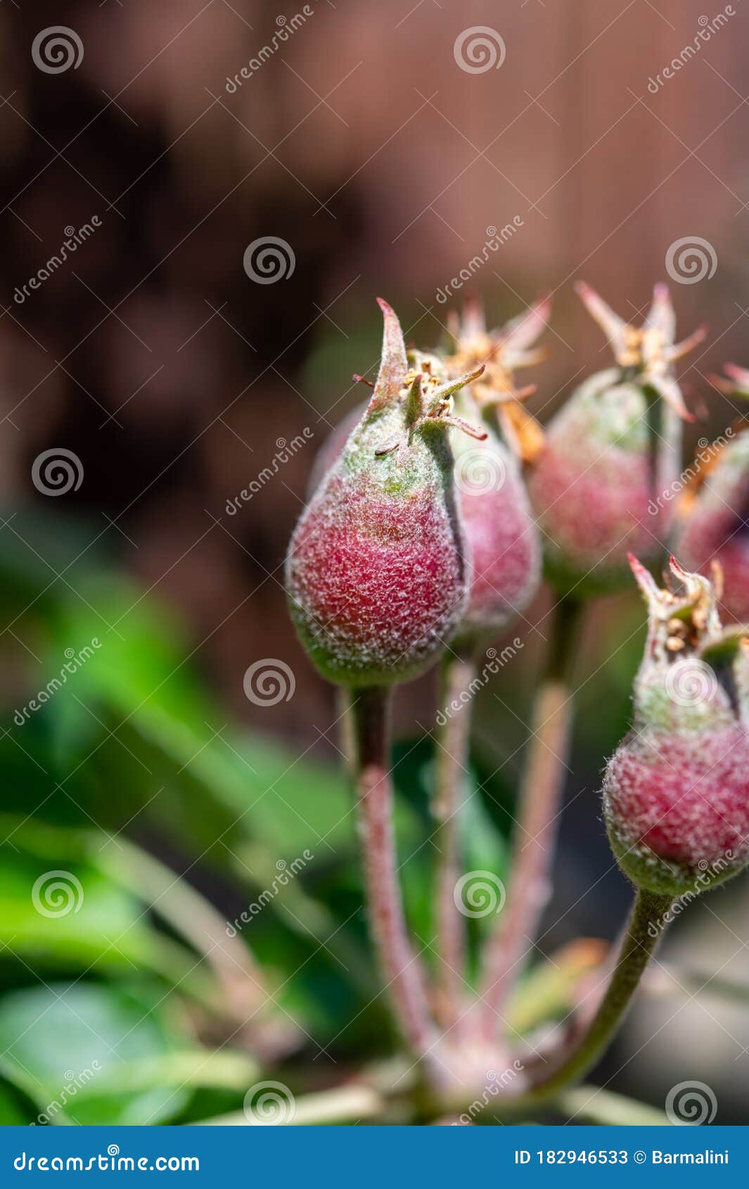 Apple Fruit Development Stage, Mini Apple Growing on Tree in Spring ...