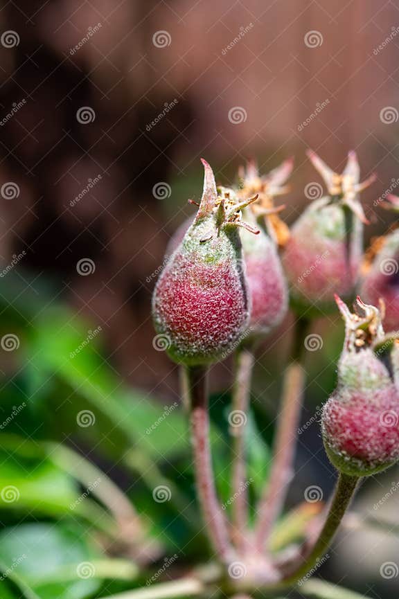 Apple Fruit Development Stage, Mini Apple Growing on Tree in Spring ...