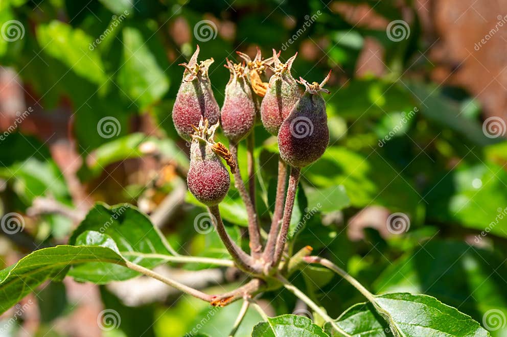Apple Fruit Development Stage, Mini Apple Growing on Tree in Spring ...