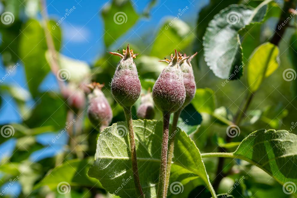 Apple Fruit Development Stage, Mini Apple Growing on Tree in Spring ...