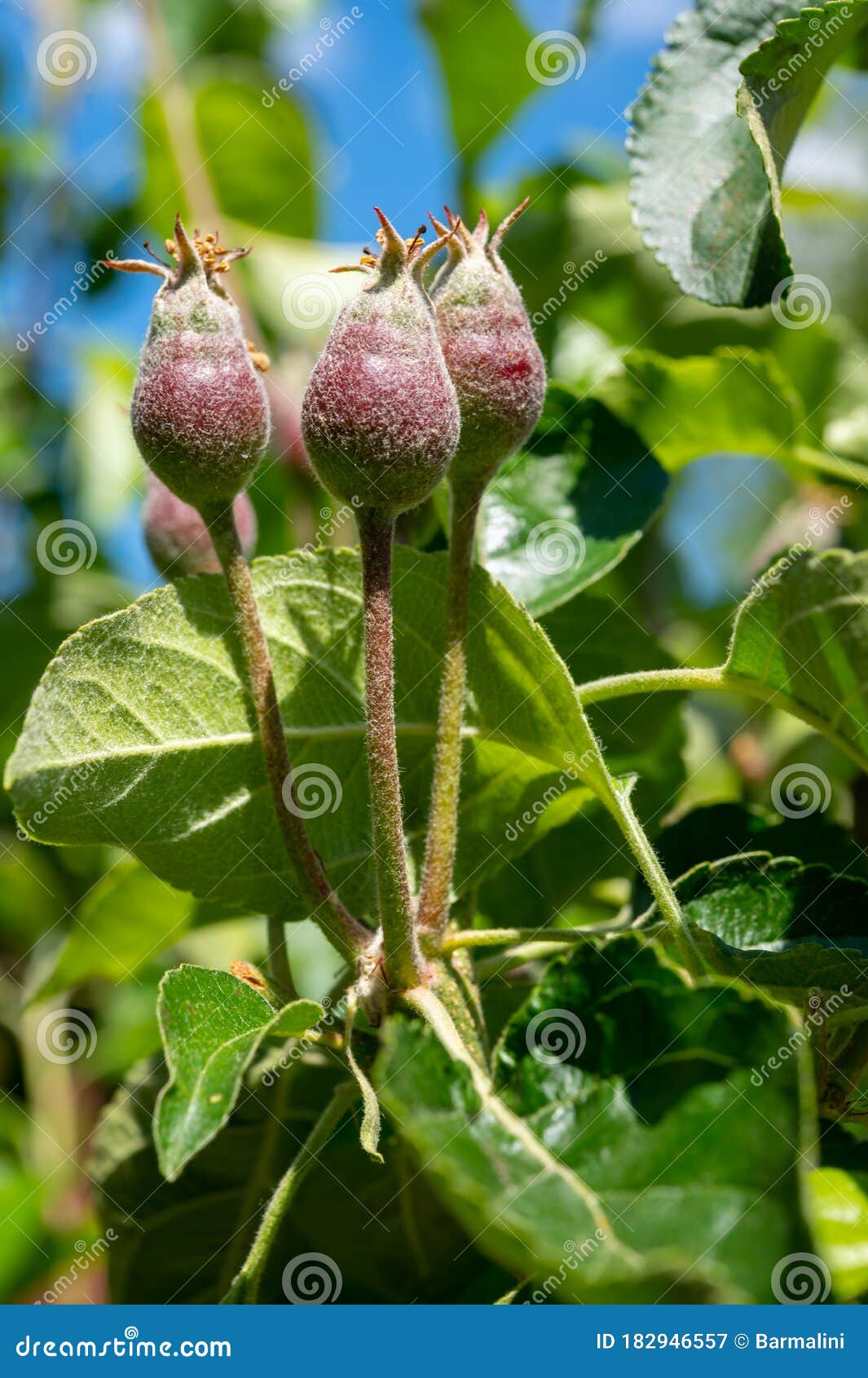 Apple Fruit Development Stage, Mini Apple Growing on Tree in Spring ...