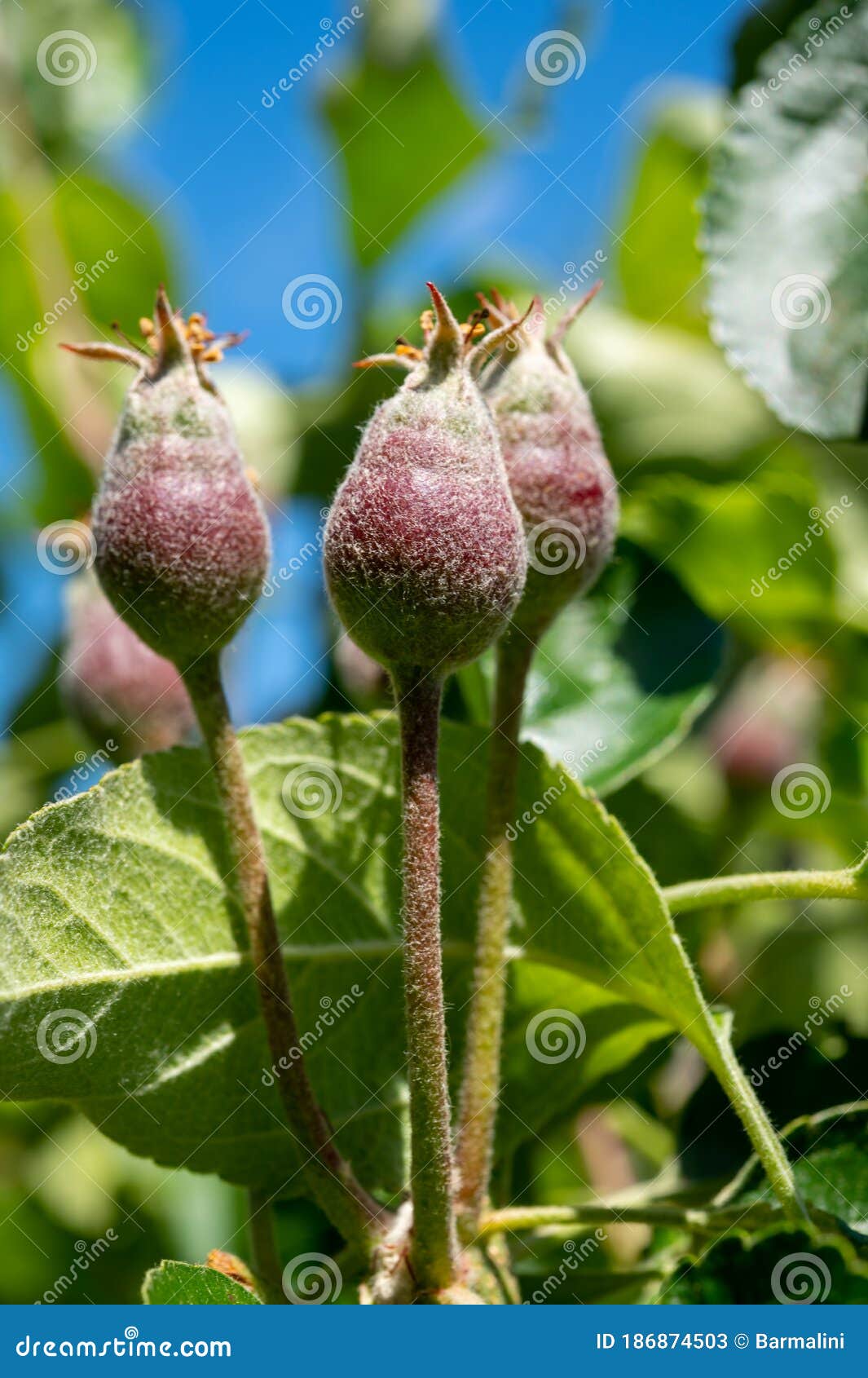 Apple Fruit Development Stage, Mini Apple Growing on Tree in Spring ...