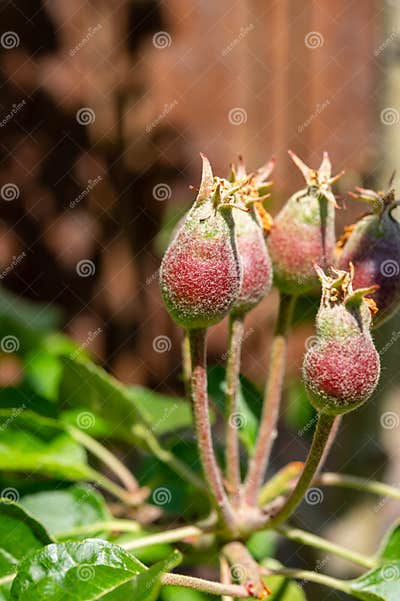 Apple Fruit Development Stage, Mini Apple Growing on Tree in Spring ...