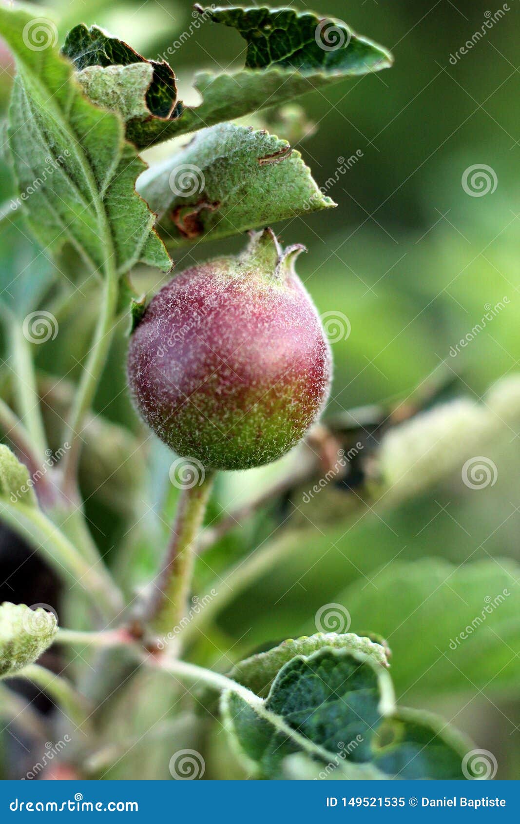 Apple fruit stock image. Image of grow, apple, apples - 149521535