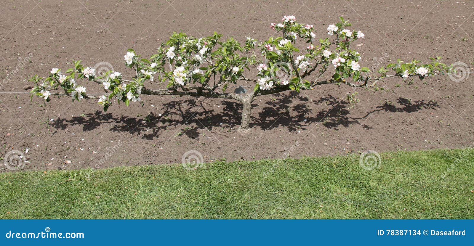 Apple Fruit Tree. stock photo. Image of crop, branch - 78387134