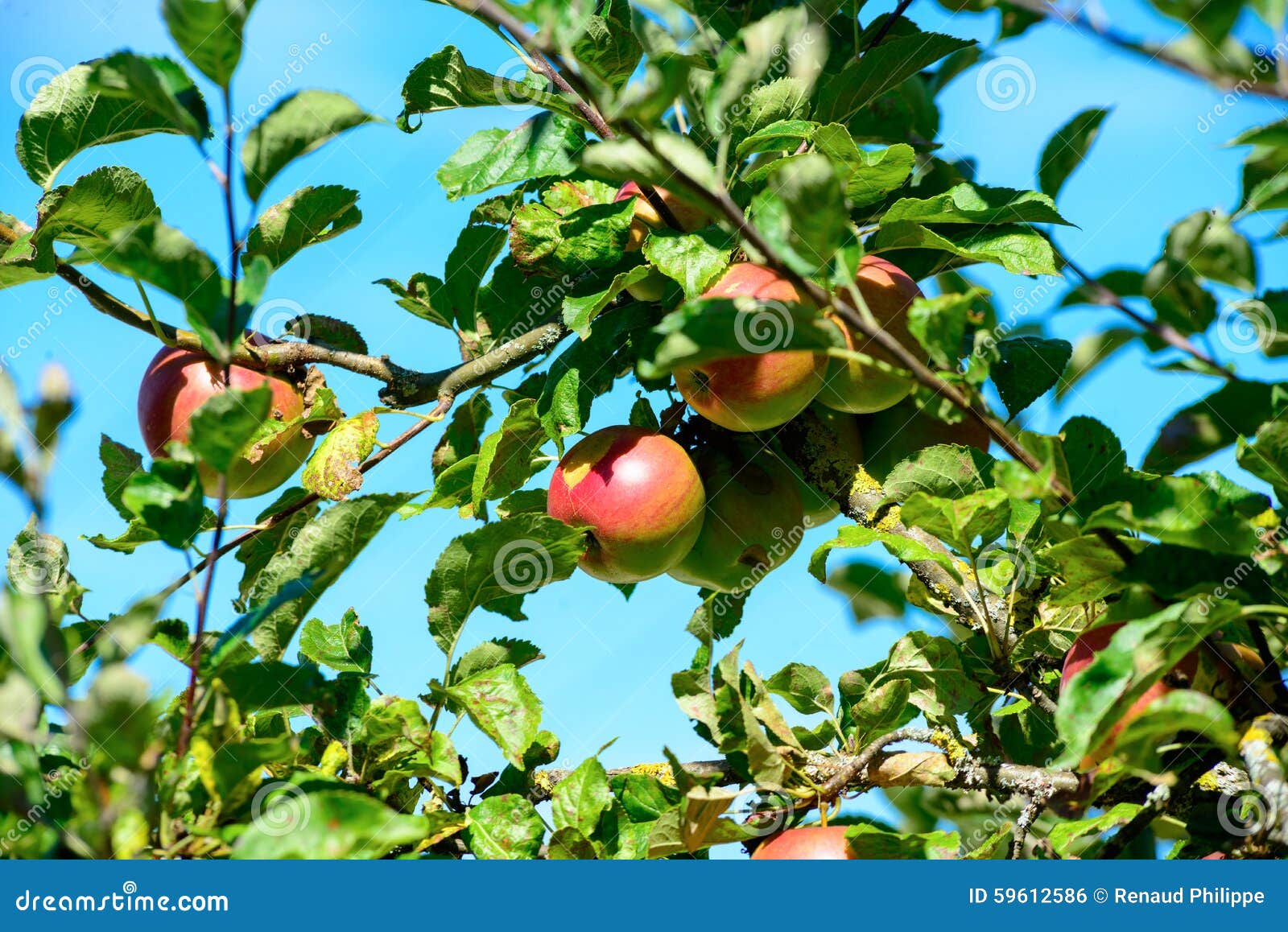 Apple Fruits on an Apple Tree Branch Stock Photo - Image of fresh ...
