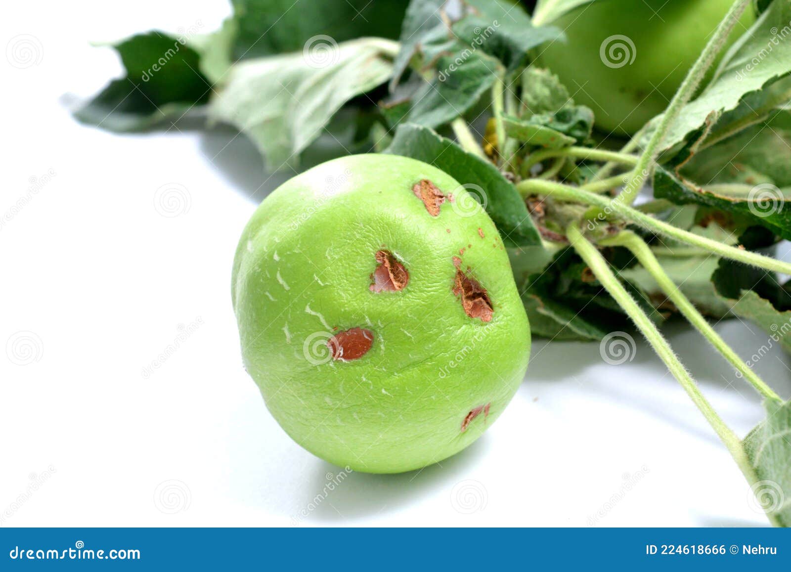 Apple Fruits Damaged by Heavy Hail Storm .pictured in Studio Stock ...