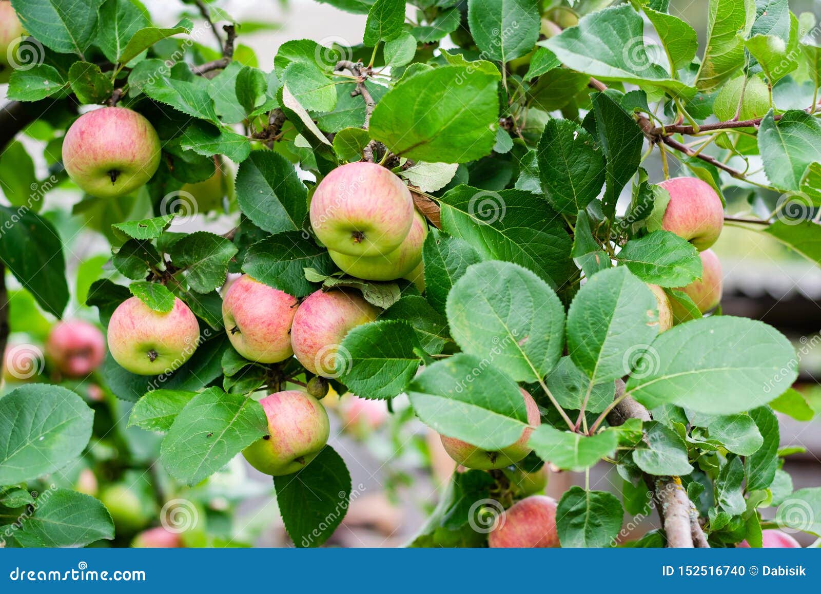 Apple Fruits on a Tree Bush, Close Up Stock Photo - Image of health ...