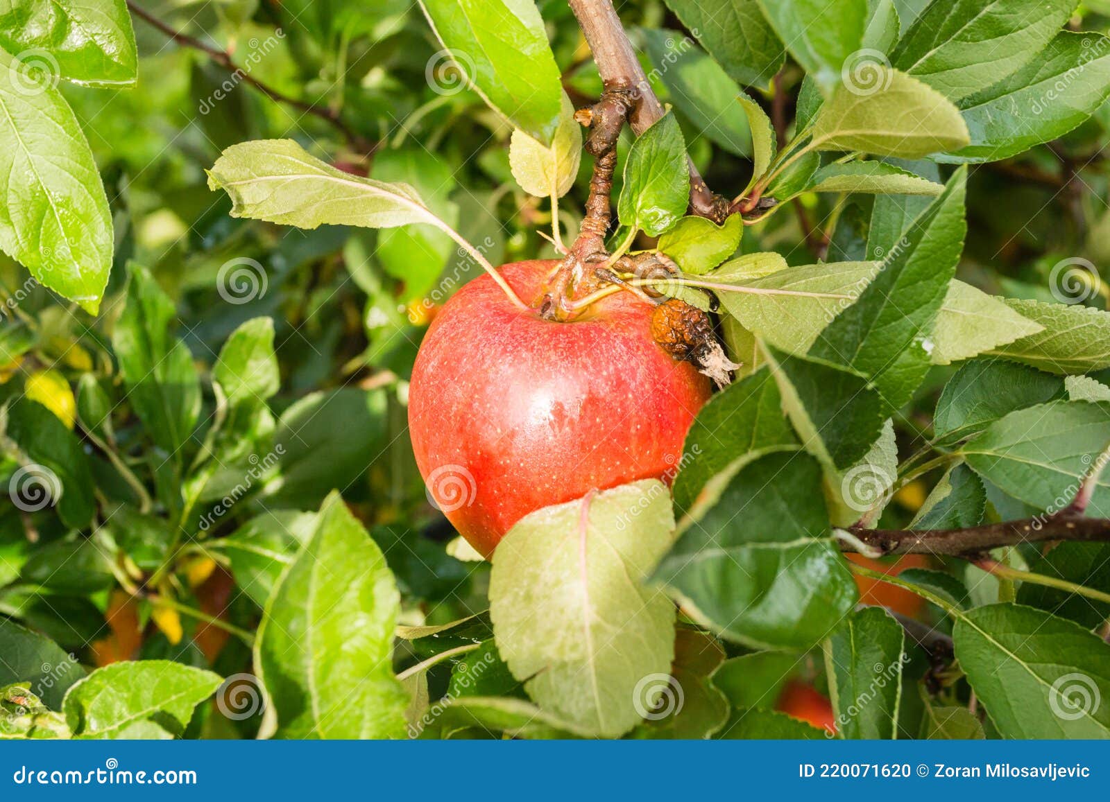 Apple fruits on a tree stock photo. Image of horizontal - 220071620