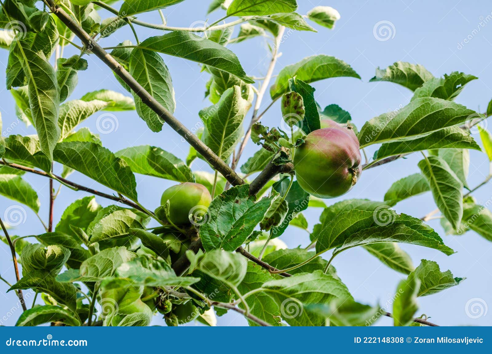 Apple fruits on a tree stock photo. Image of lawn, branches - 222148308