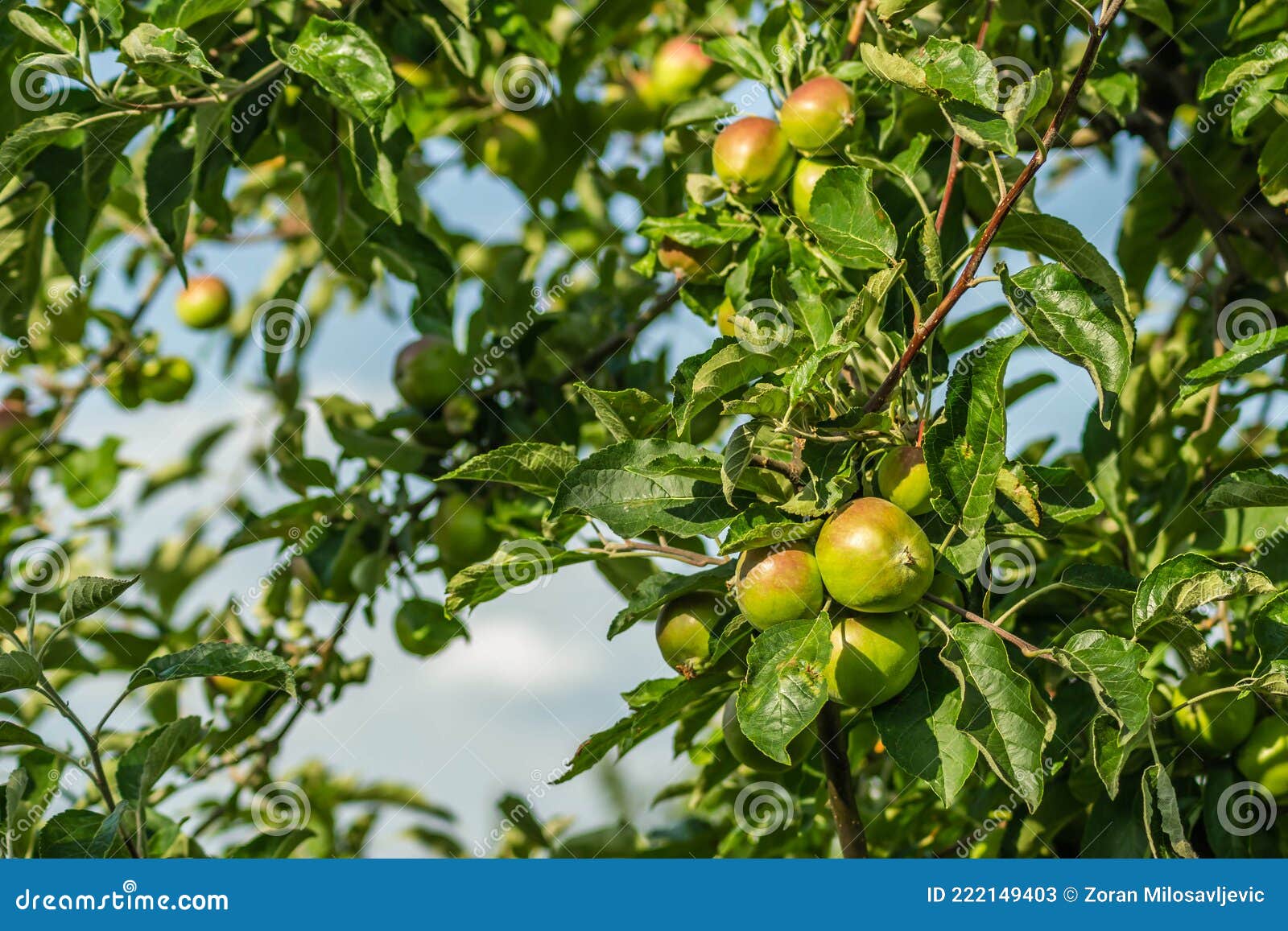 Apple fruits on a tree stock image. Image of colourful - 222149403