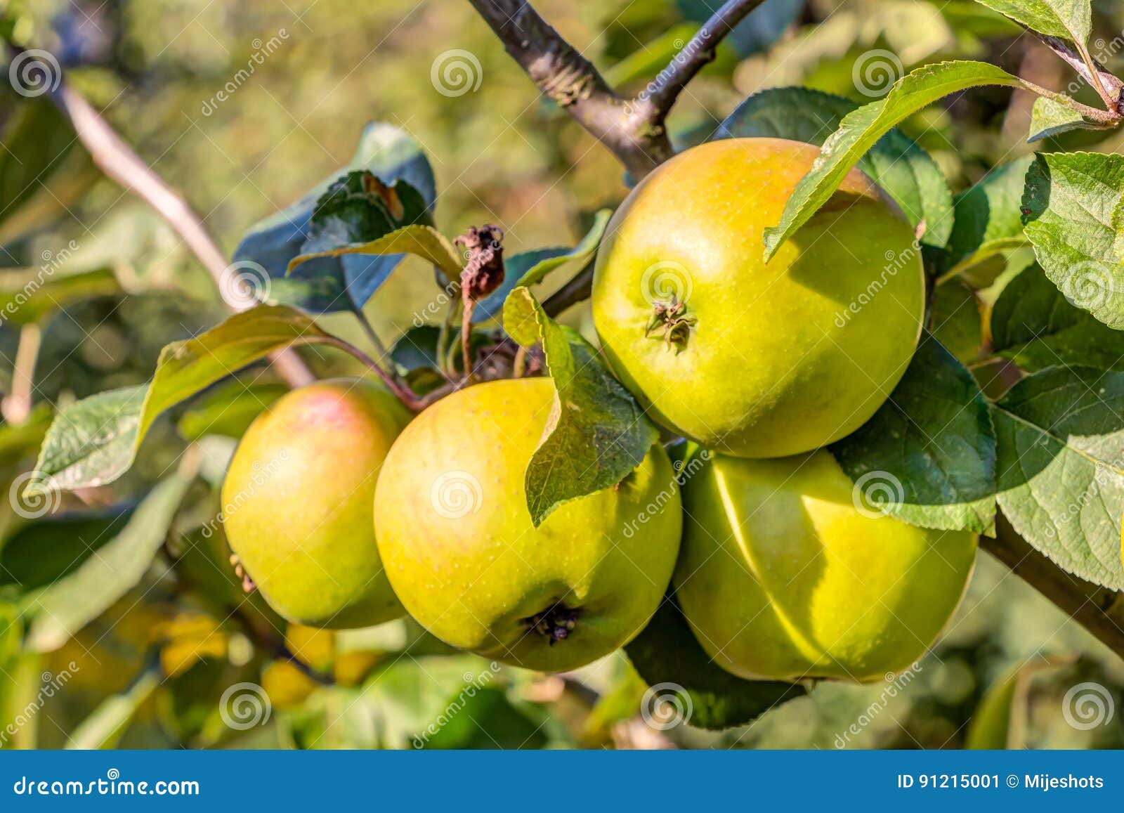 Apple fruits in a tree stock image. Image of gala, jonagold - 91215001