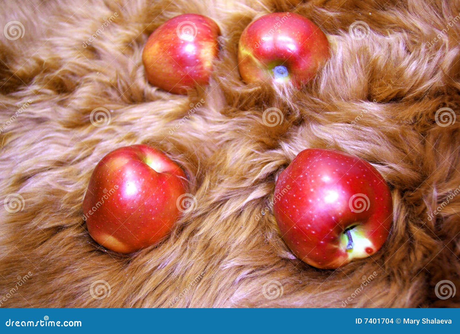 Apple on fur stock photo. Image of hand, apple, animal - 7401704