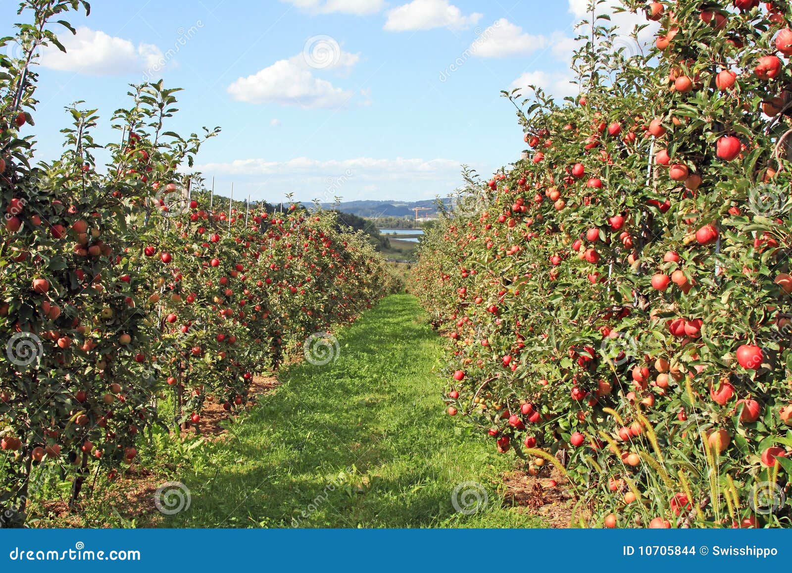 Apple garden stock photo. Image of autumn, landscape - 10705844