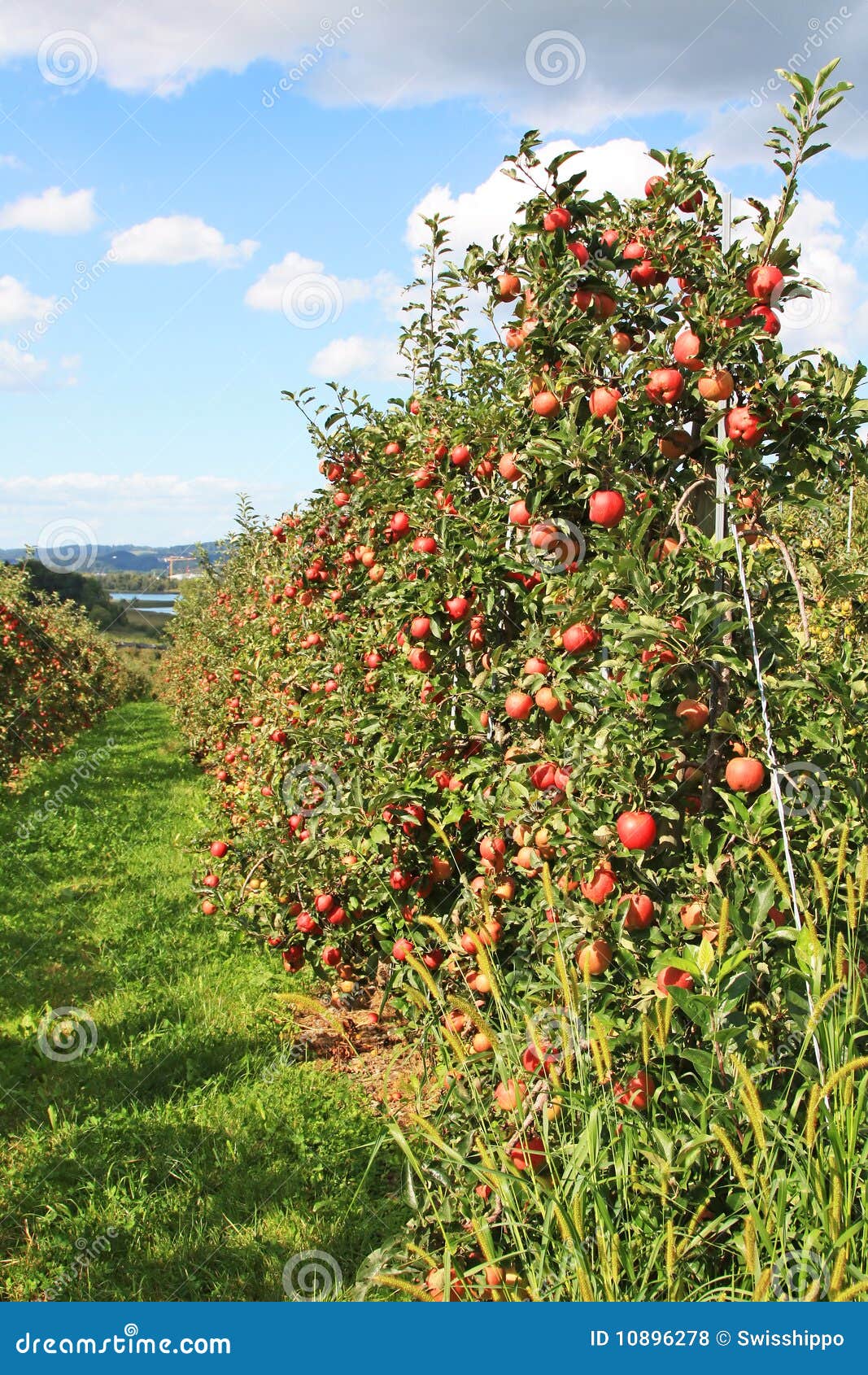 Apple garden stock photo. Image of farming, gourmet, freshness - 10896278