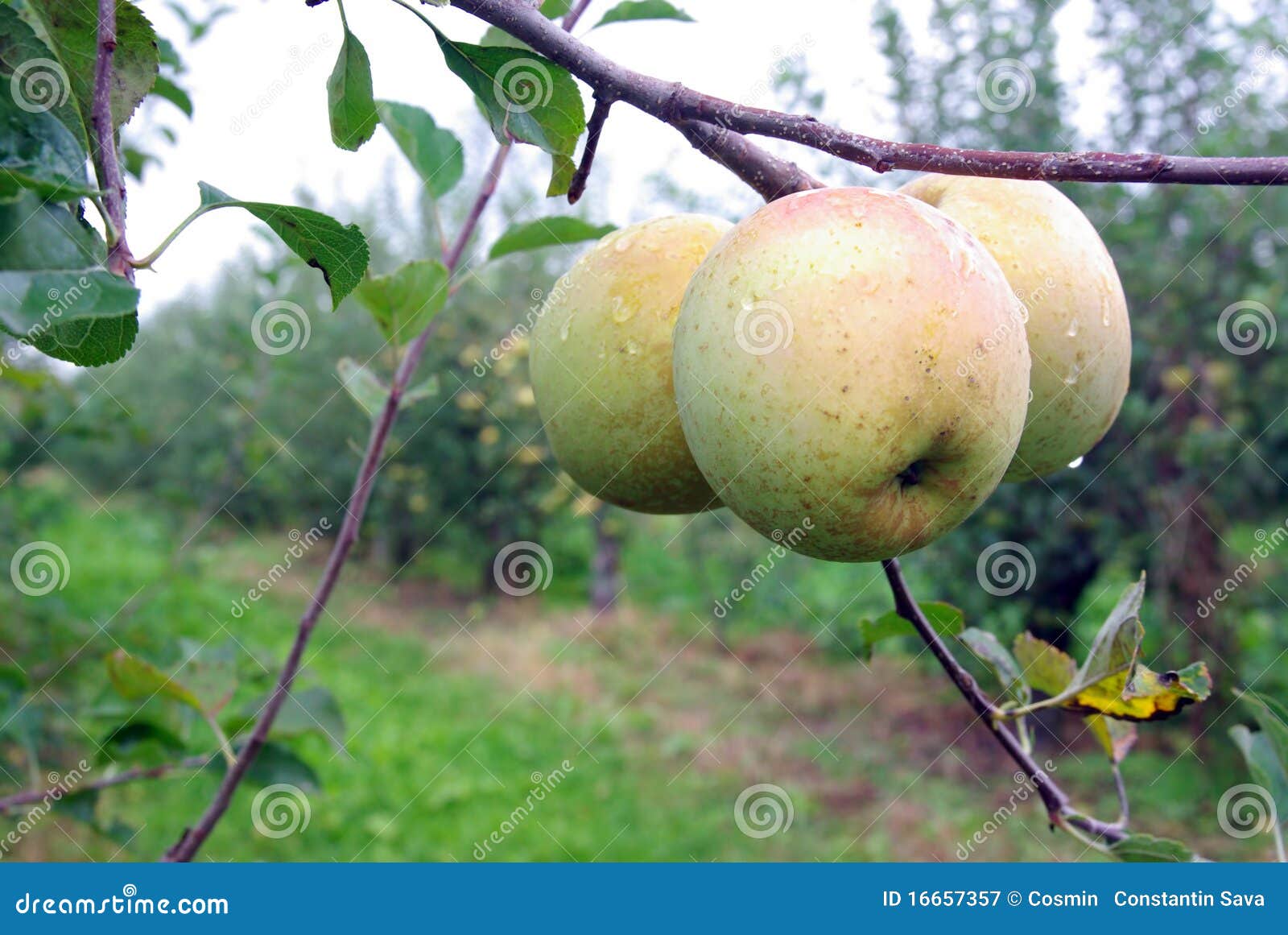 Apple garden stock image. Image of farm, color, brunch - 16657357