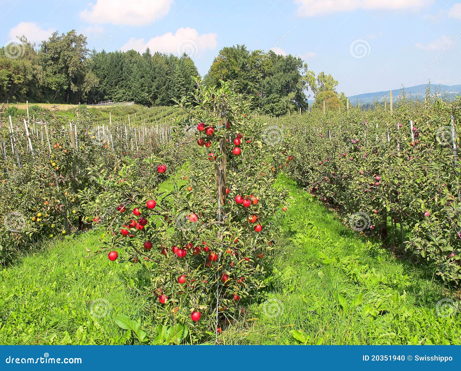 Apple garden stock photo. Image of choice, branch, crop - 20351940