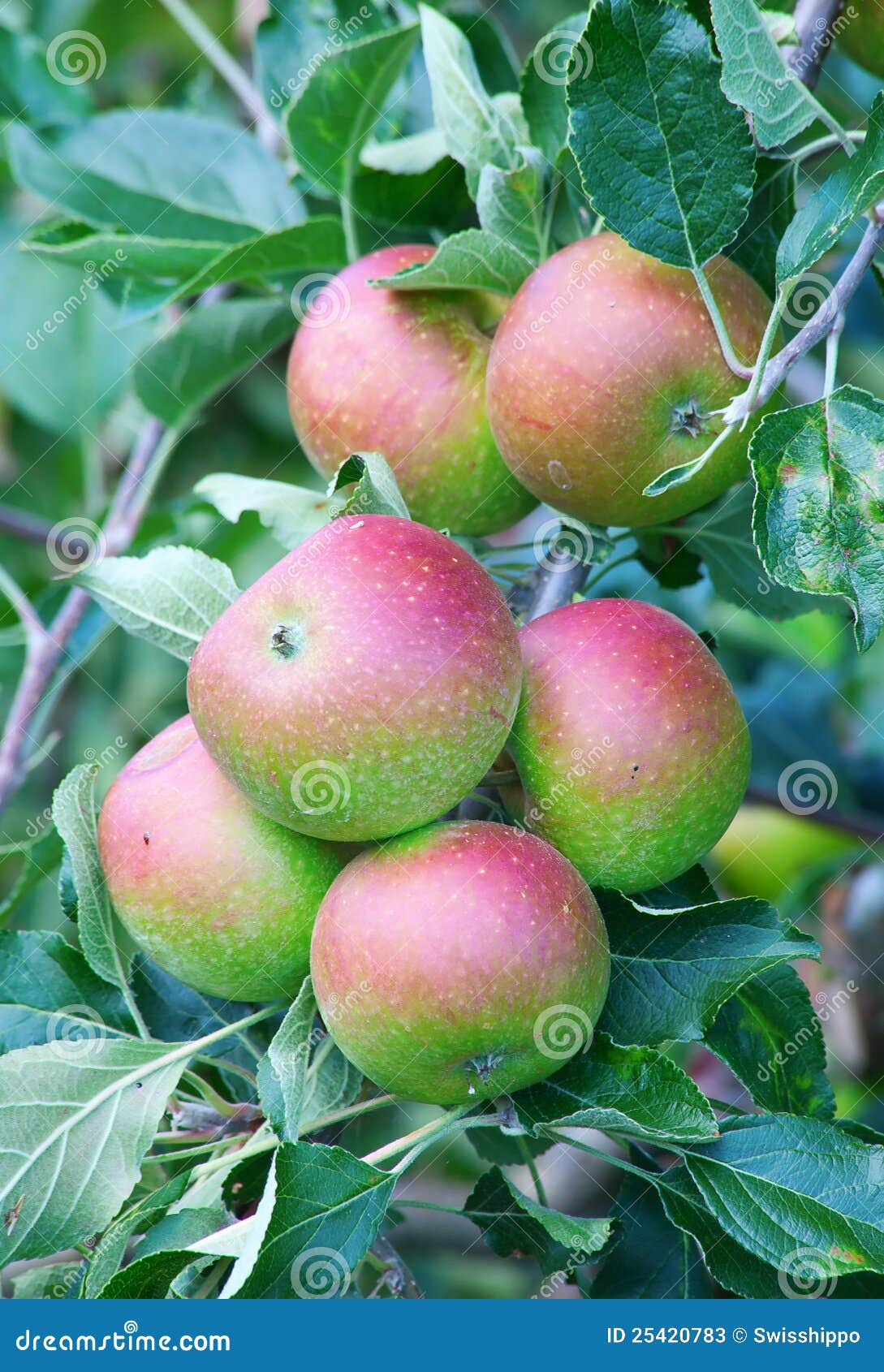 Apple garden stock image. Image of horticulture, fruit - 25420783
