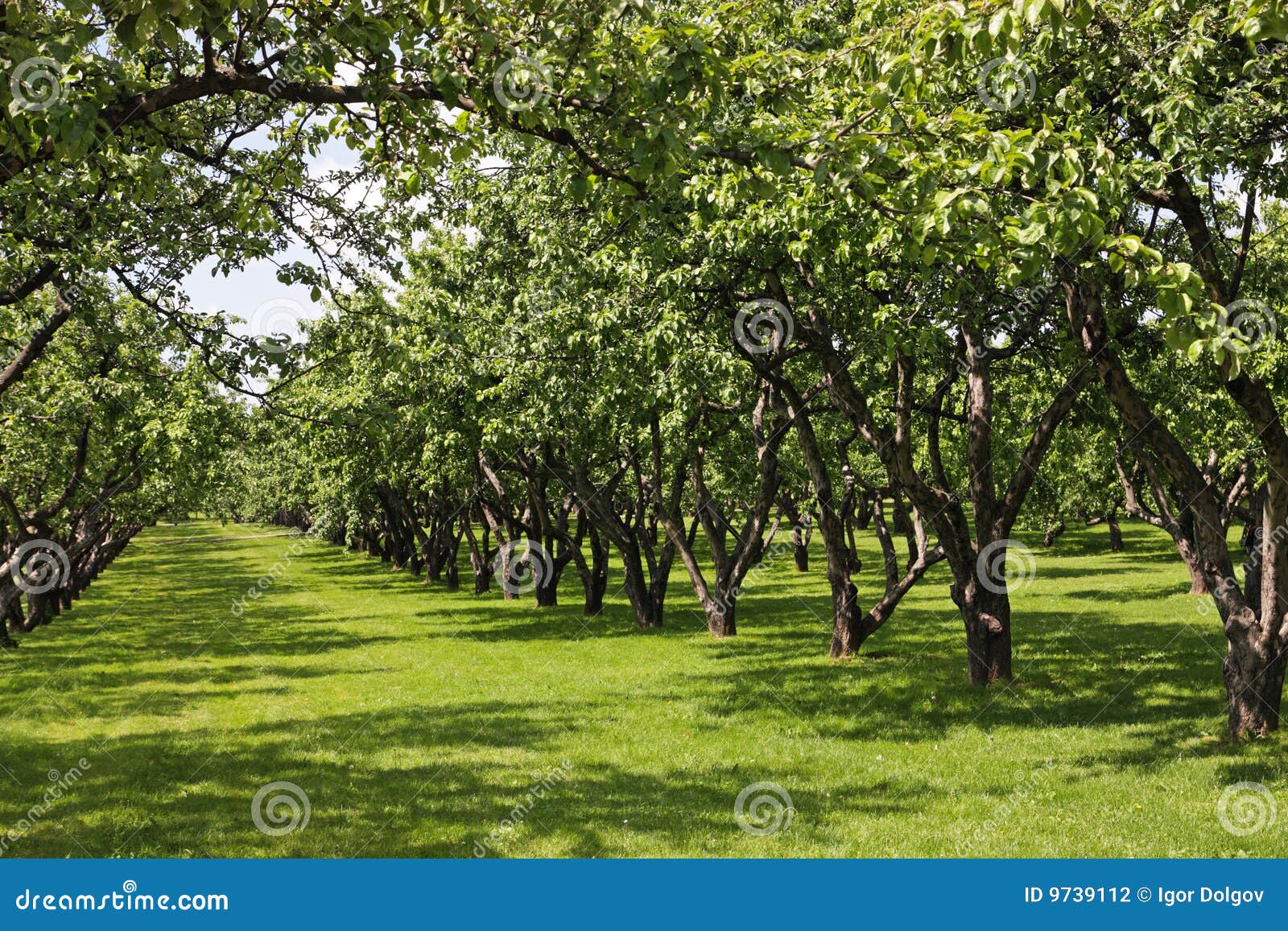 Apple garden stock photo. Image of path, organic, close - 9739112
