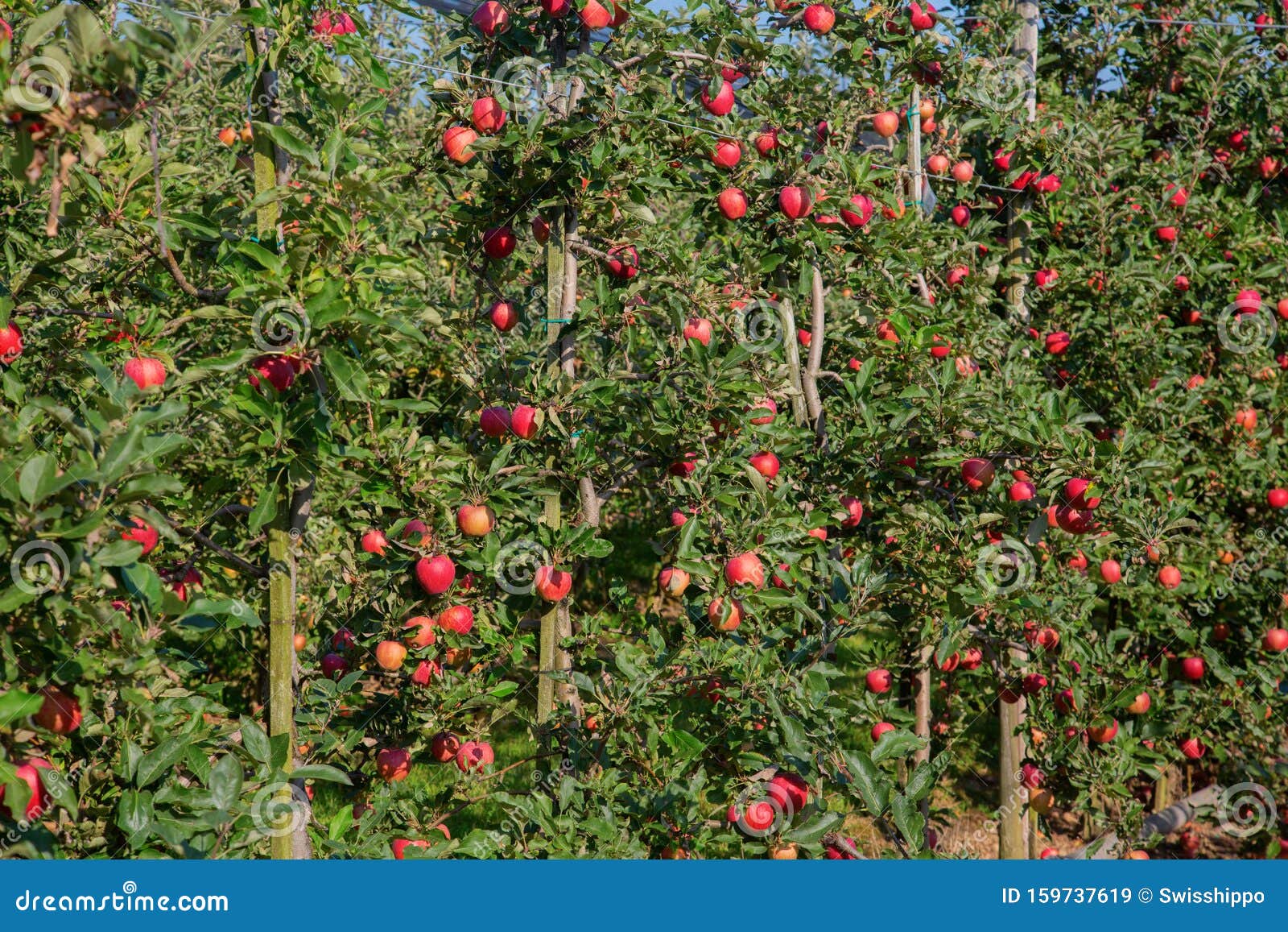 Apple garden stock image. Image of crop, fruit, grow - 159737619