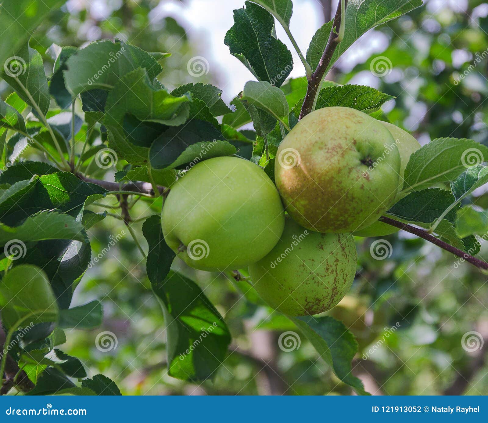 Apple in garden stock photo. Image of nature, agriculture - 121913052