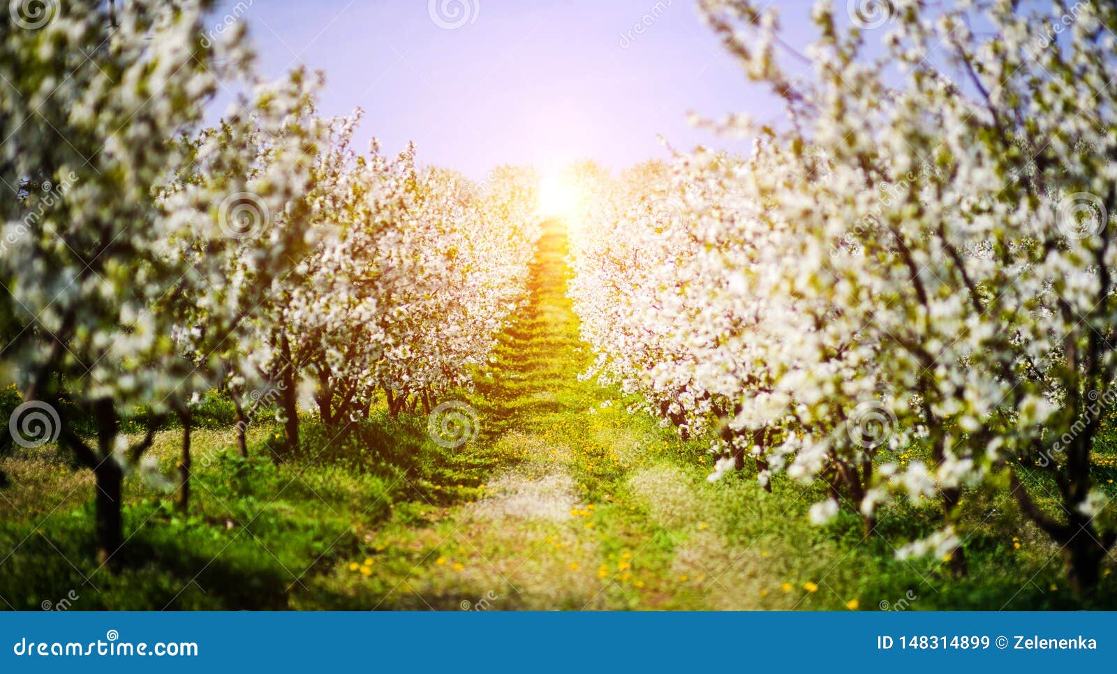 Apple Garden, Blossom on Tree, Spring Time Stock Image - Image of ...