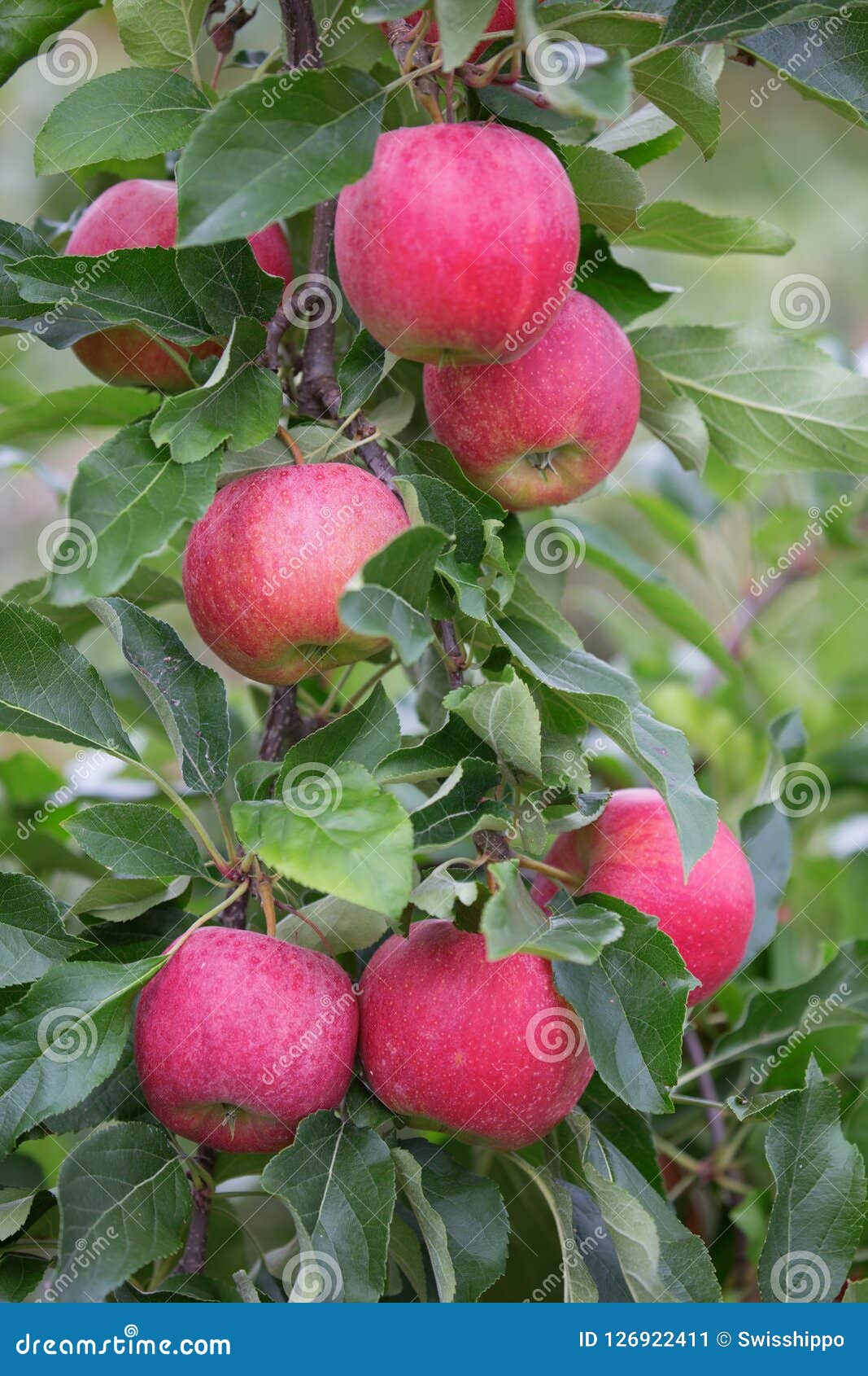 Apple garden stock image. Image of color, fall, apple - 126922411