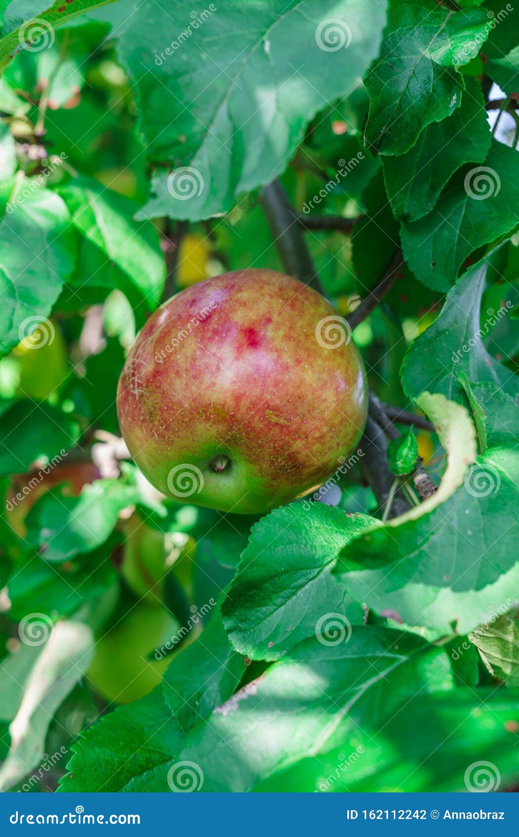 Apple Garden Full of Riped Red Apples Stock Photo - Image of nature ...