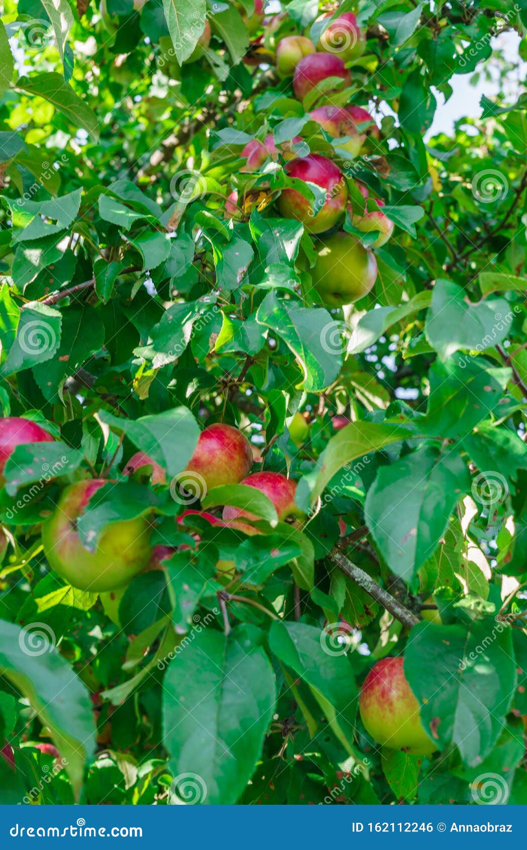Apple Garden Full of Riped Red Apples Stock Photo - Image of fresh ...