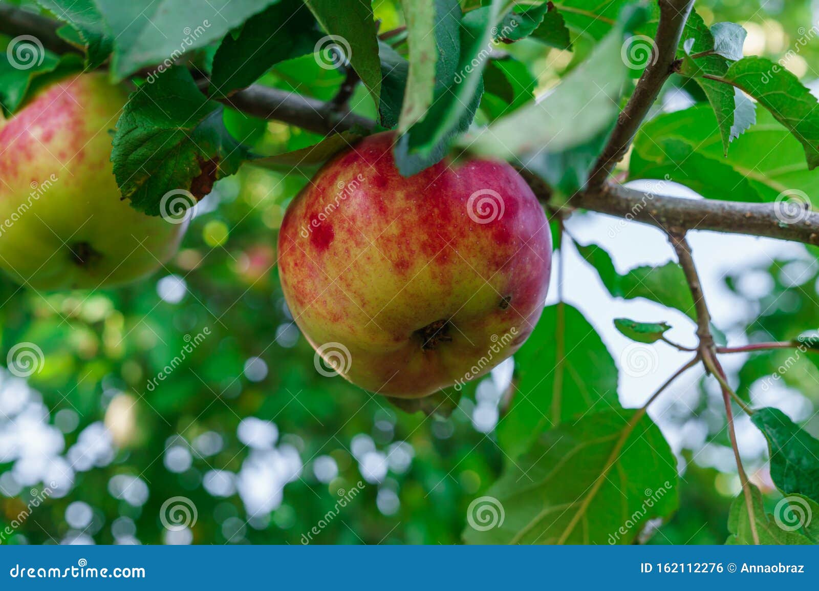 Apple Garden Full of Riped Red Apples Stock Photo - Image of season ...