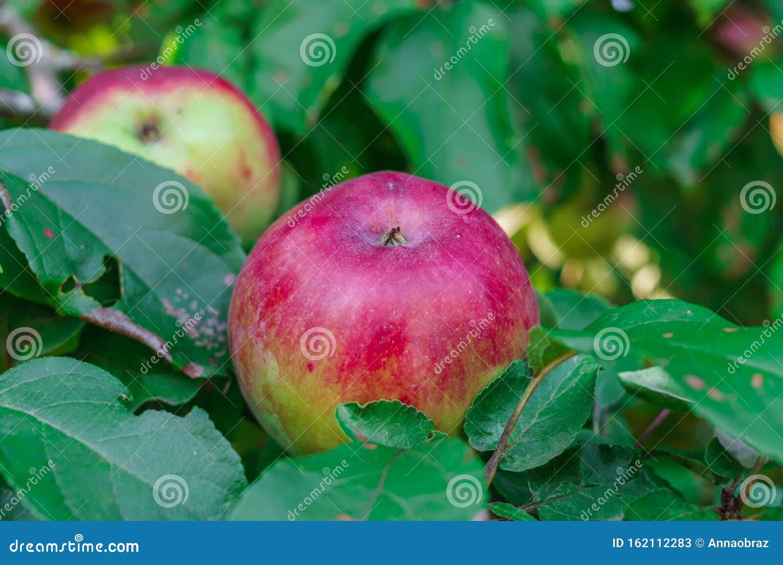 Apple Garden Full of Riped Red Apples Stock Image - Image of green ...