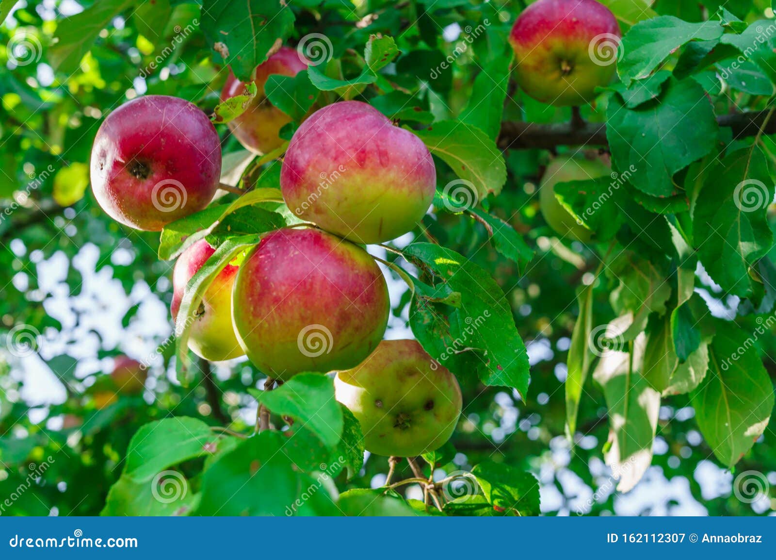 Apple Garden Full of Riped Red Apples Stock Image - Image of august ...
