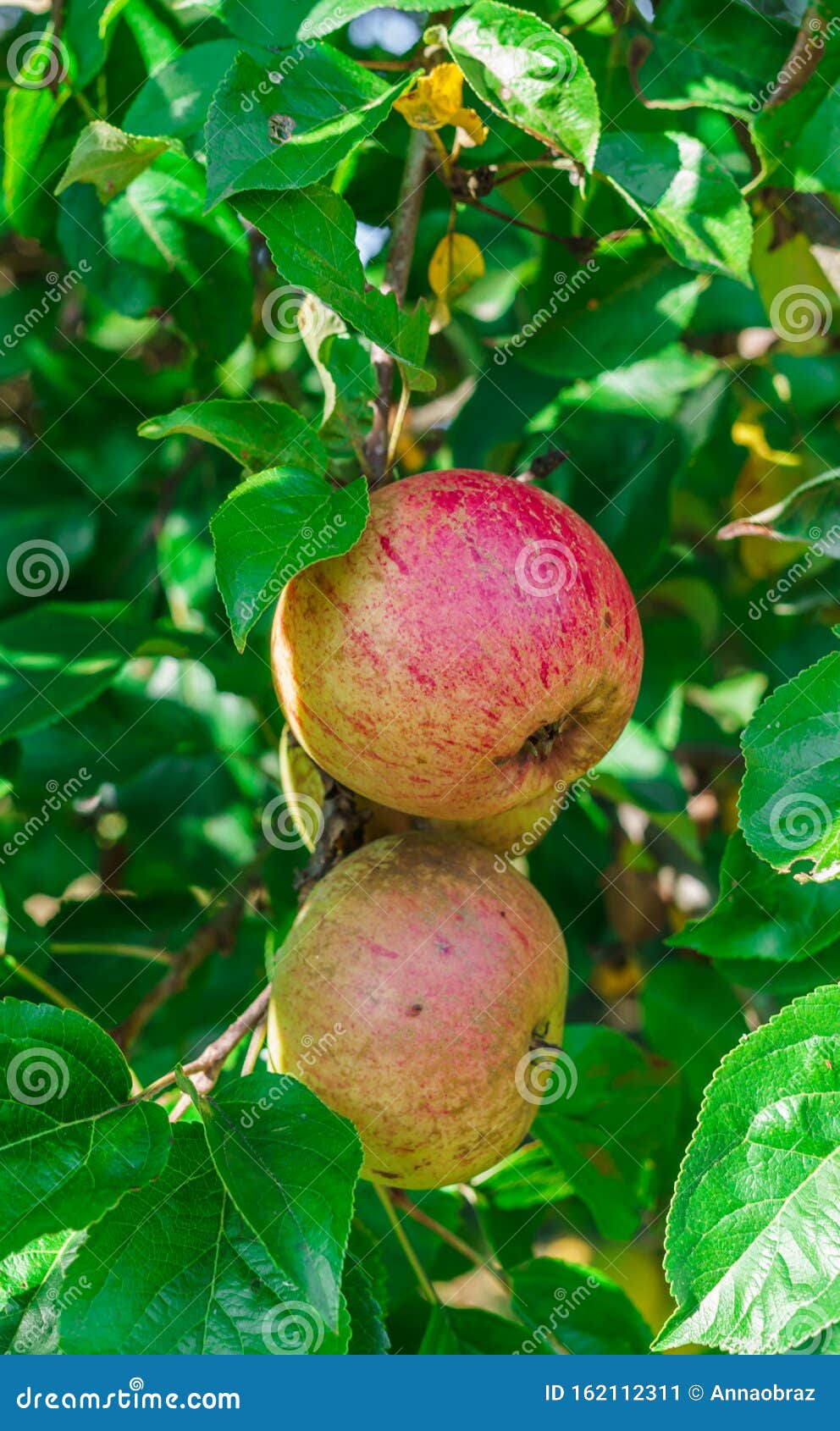 Apple Garden Full of Riped Red Apples Stock Image - Image of fresh ...