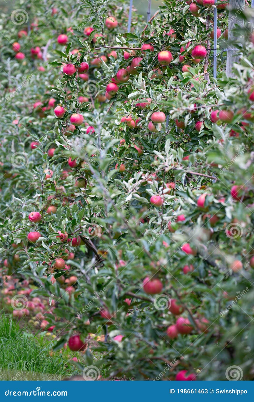Apple garden in the autumn stock image. Image of branch - 198661463
