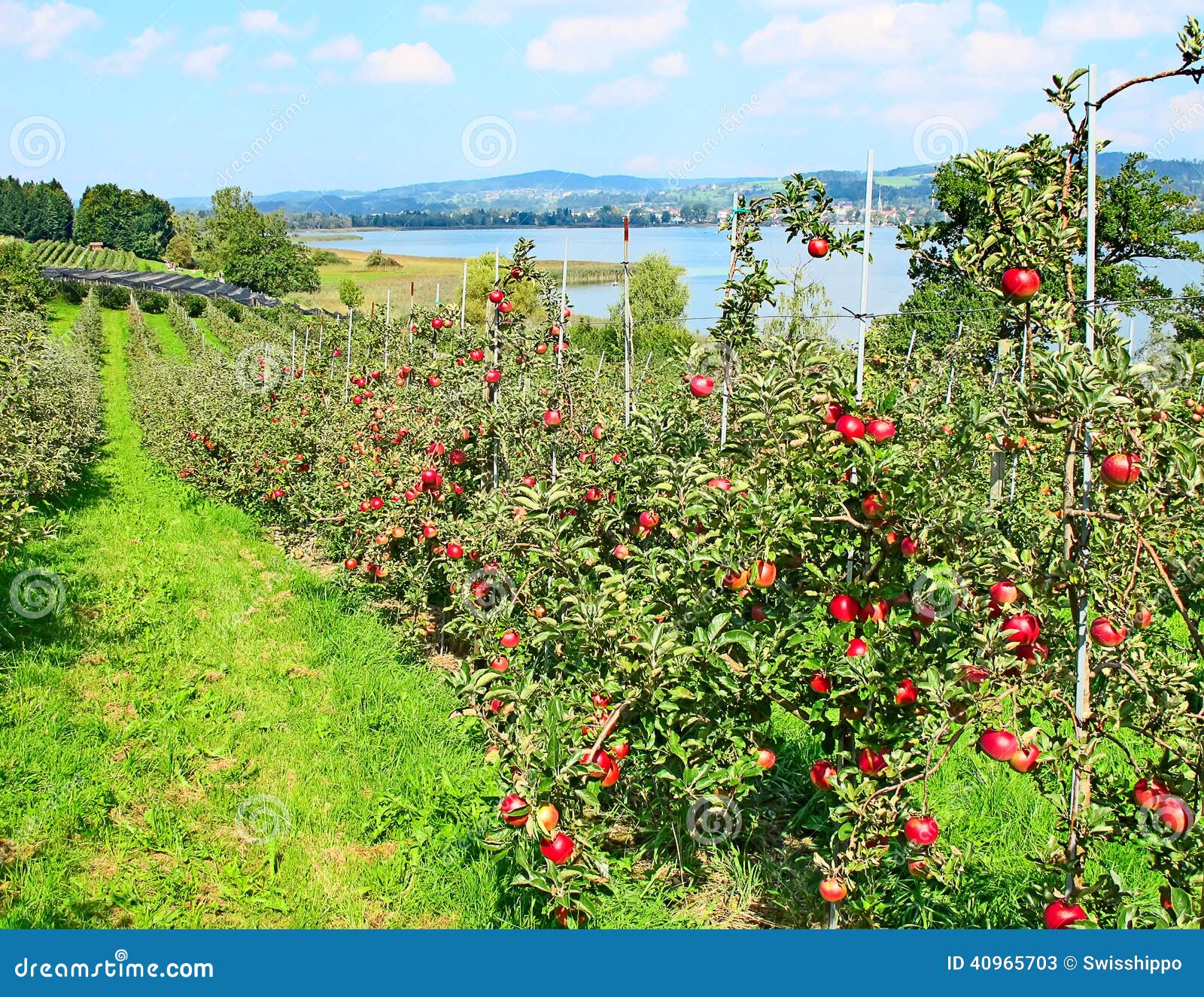 Apple garden stock image. Image of gourmet, grove, august - 40965703