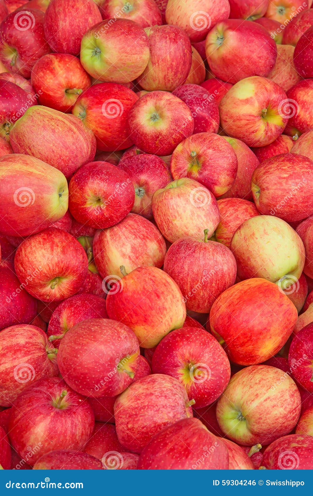 Apple garden stock photo. Image of fresh, color, farm - 59304246