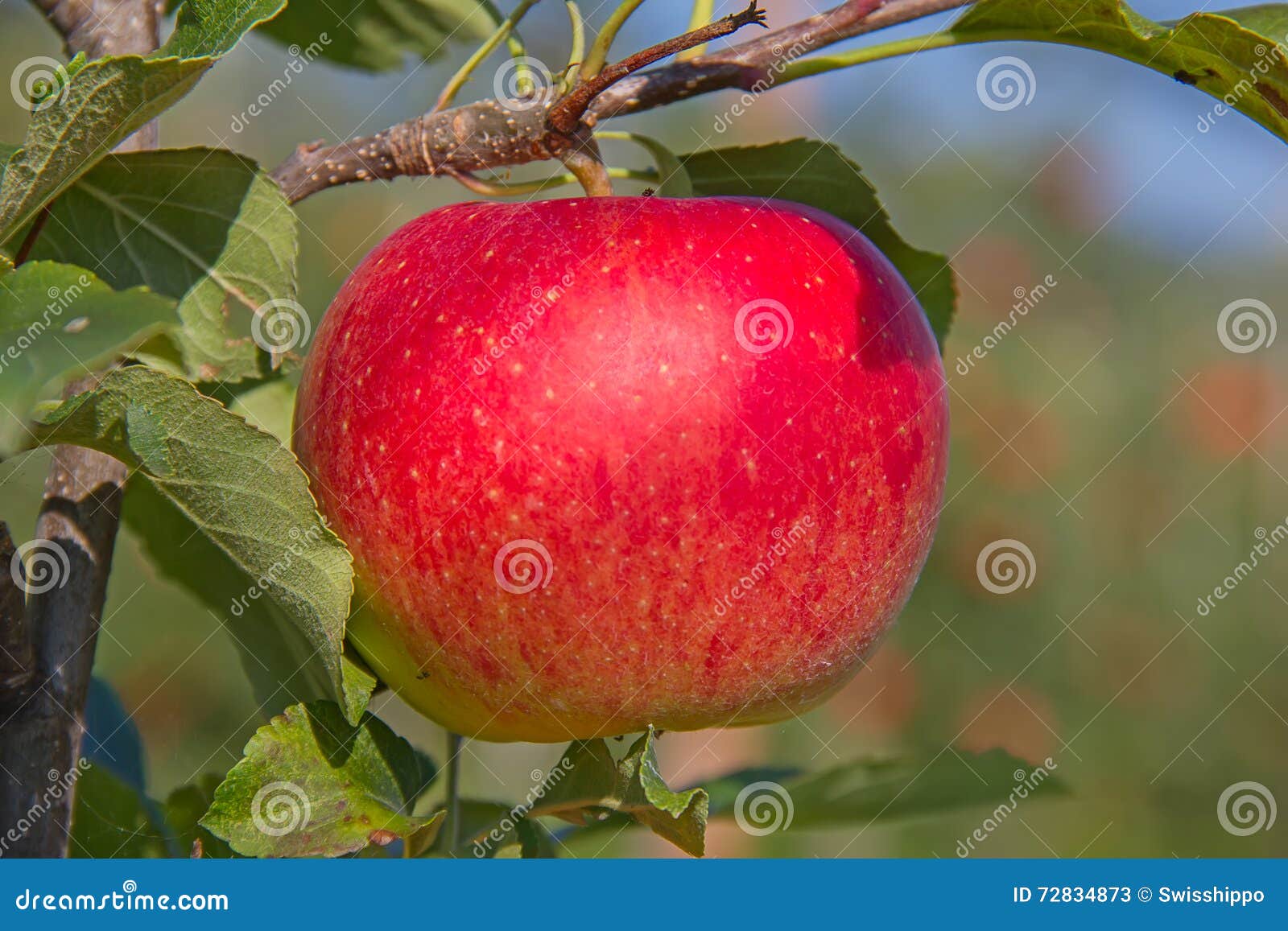 Apple garden stock image. Image of crop, biology, farm - 72834873