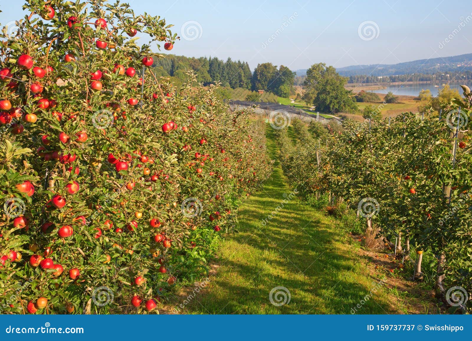 Apple garden stock image. Image of growing, fresh, agriculture - 159737737