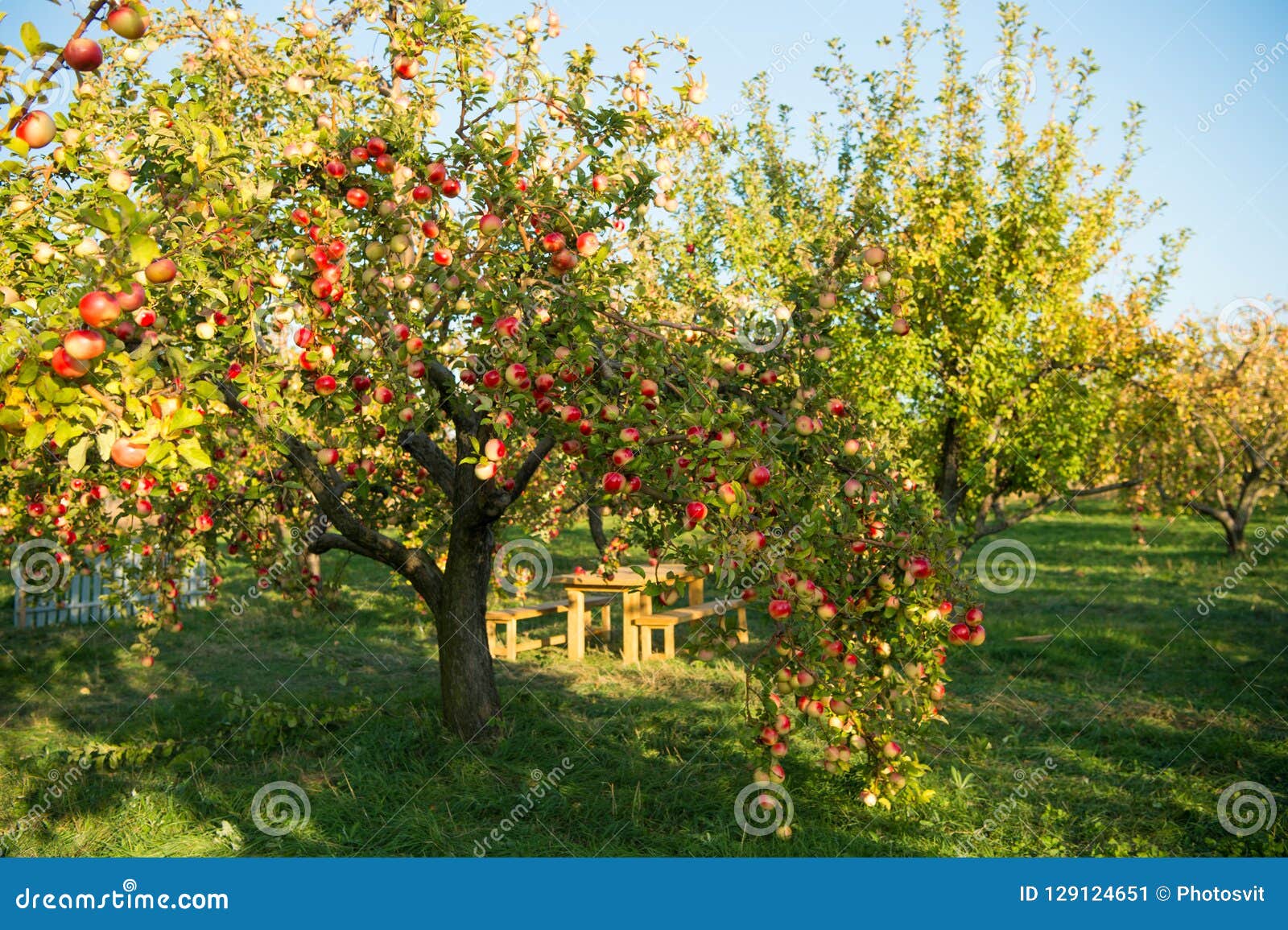 Gardening And Harvesting Fall Apple Crops Harvesting In Garden Apple
